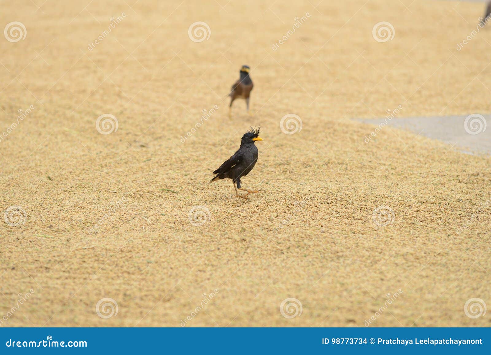 Bird on paddy stock photo. Image of animal, grain, fiber - 98773734
