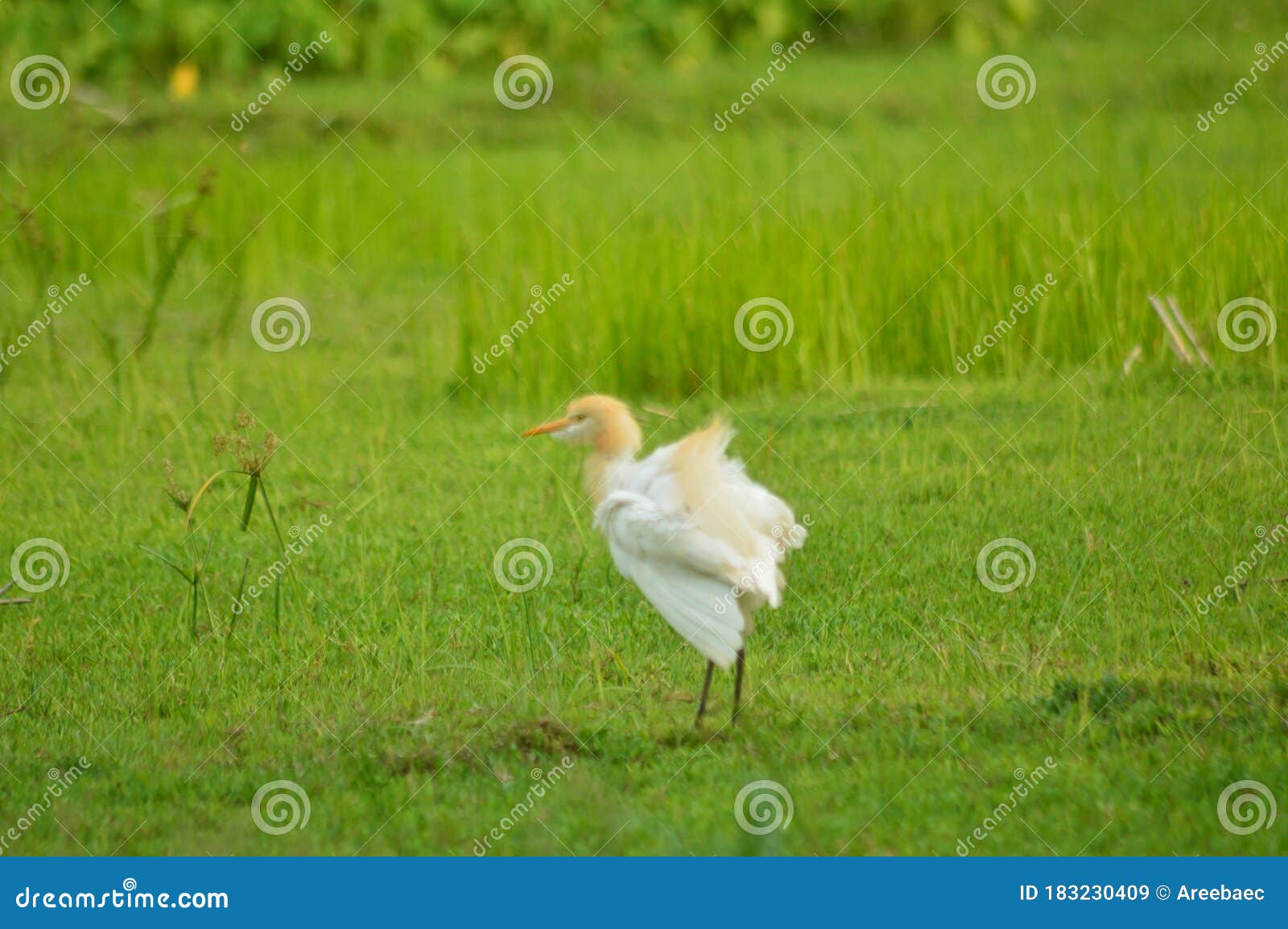 Bird on paddy field stock image. Image of wetland, ducks - 183230409