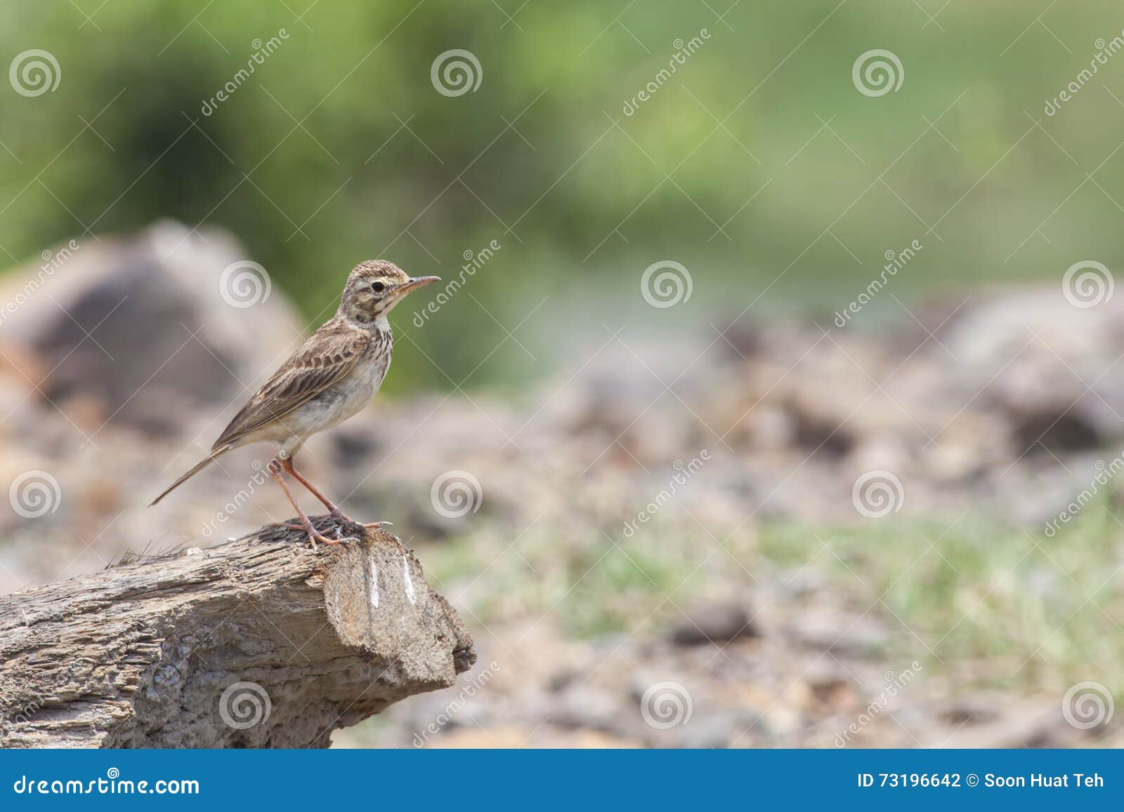 Bird: Paddyfield Pipit stock photo. Image of animal, background - 73196642
