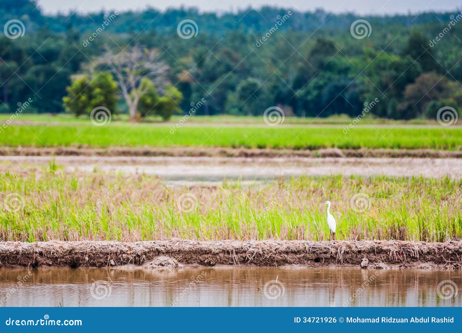 Bird at padi field stock photo. Image of paddy, bird - 34721926