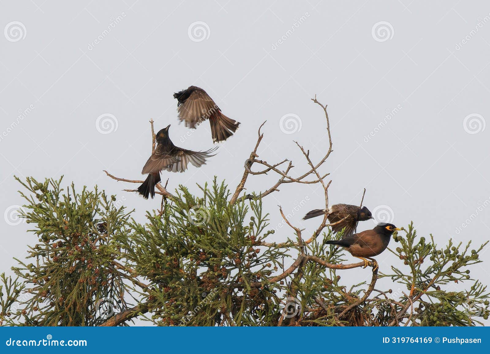 Bird Pair in Flight Bulbul Maina Stock Image - Image of bulbul, flight ...