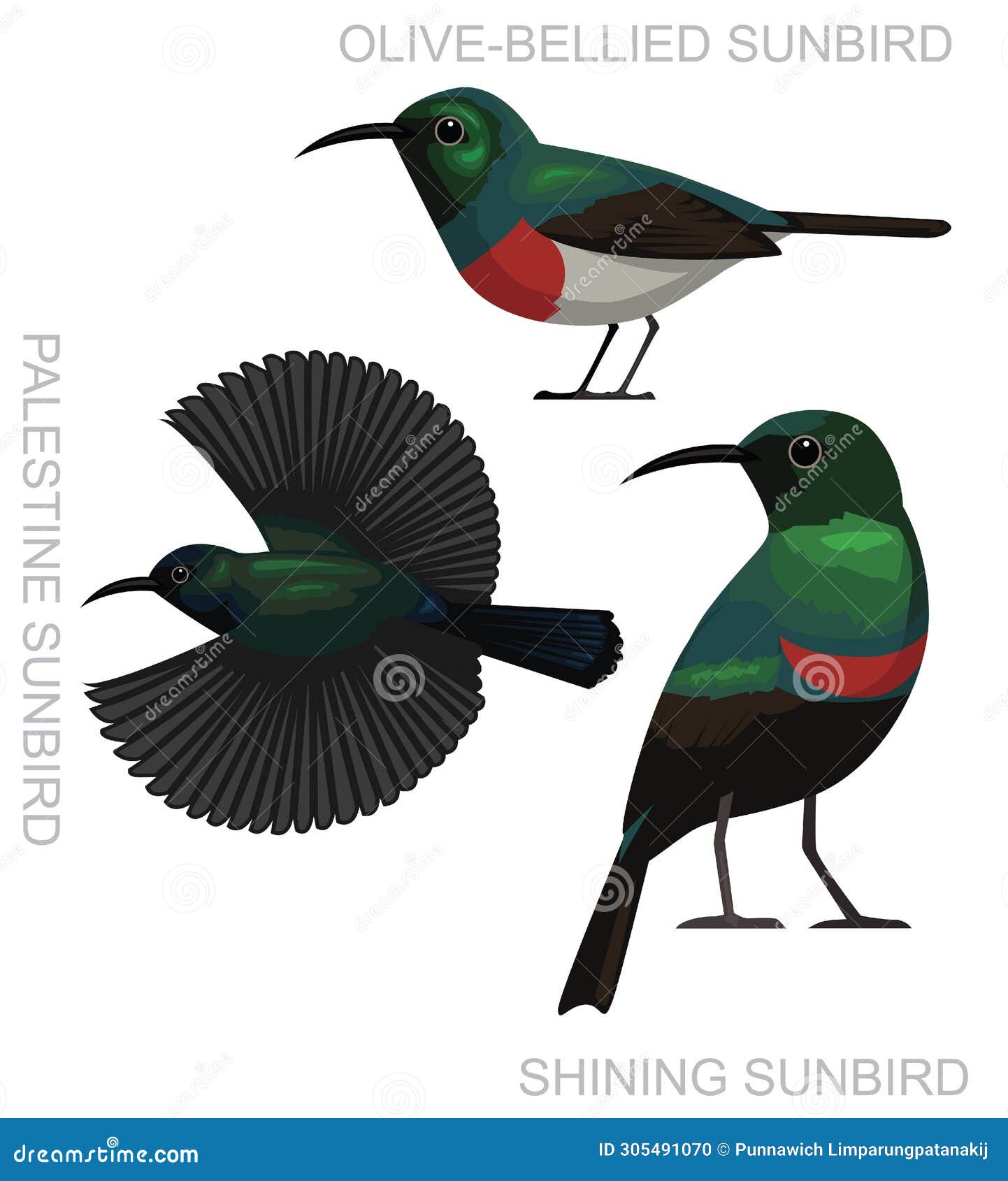 Bird Palestine Sunbird Set Cartoon Vector Stock Illustration ...