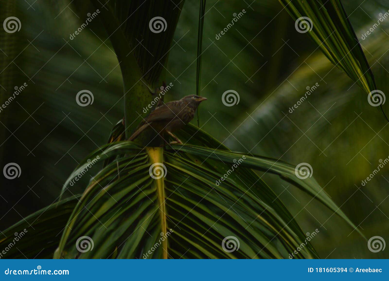 Bird on palm tree stock photo. Image of seafood, flower - 181605394