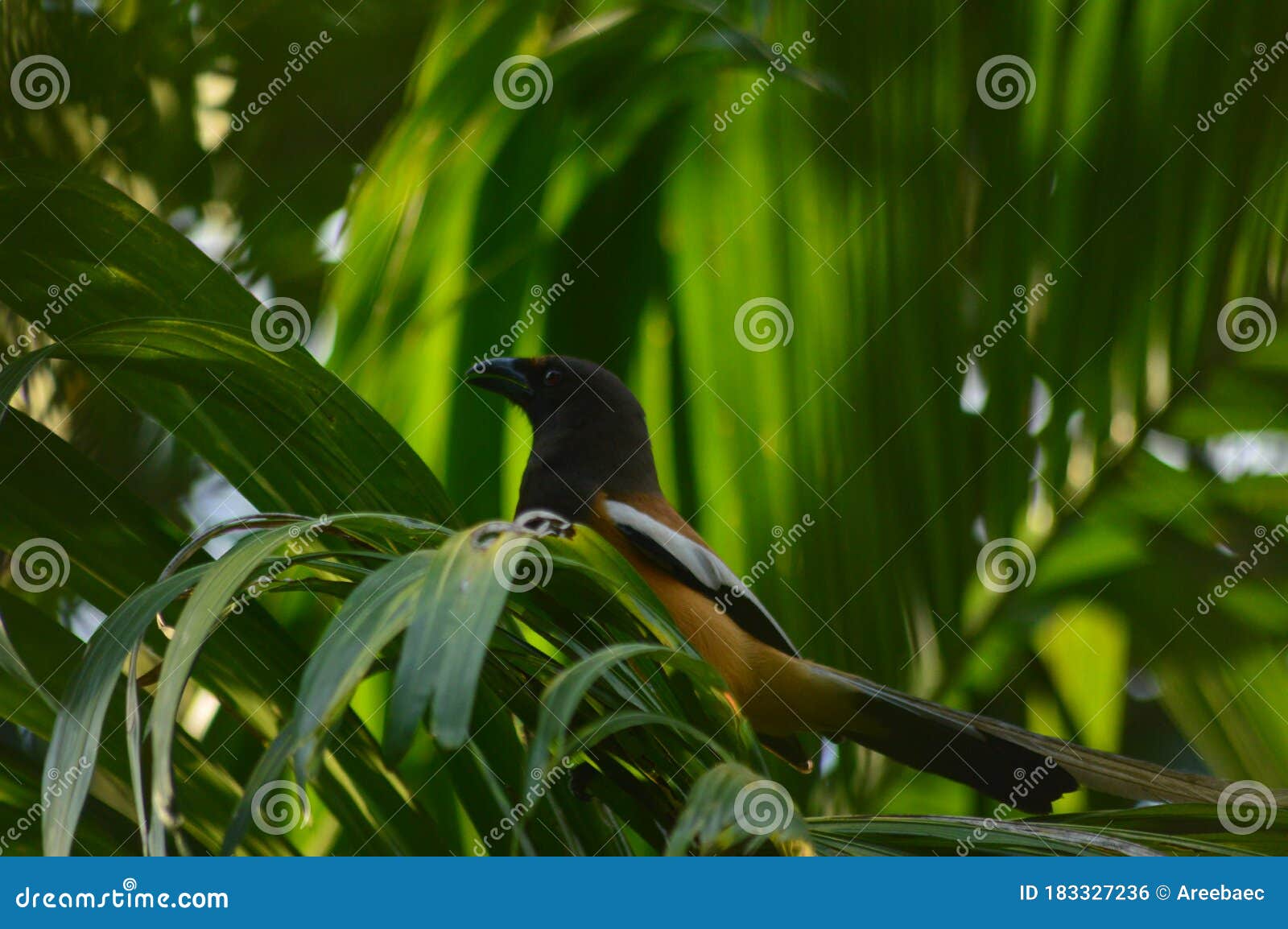 Bird on palm tree stock photo. Image of grass, green - 183327236