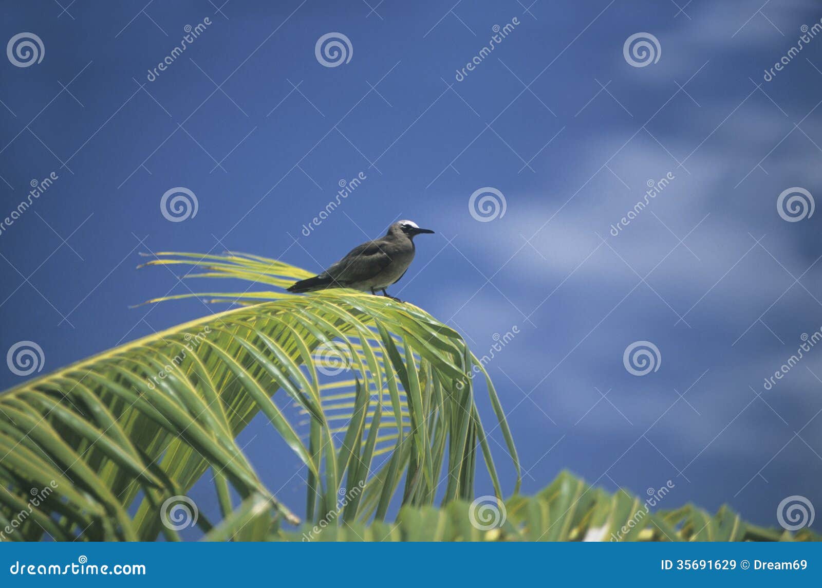 Bird on a Palm Tree in Polynesia Stock Image - Image of atoll, dream ...