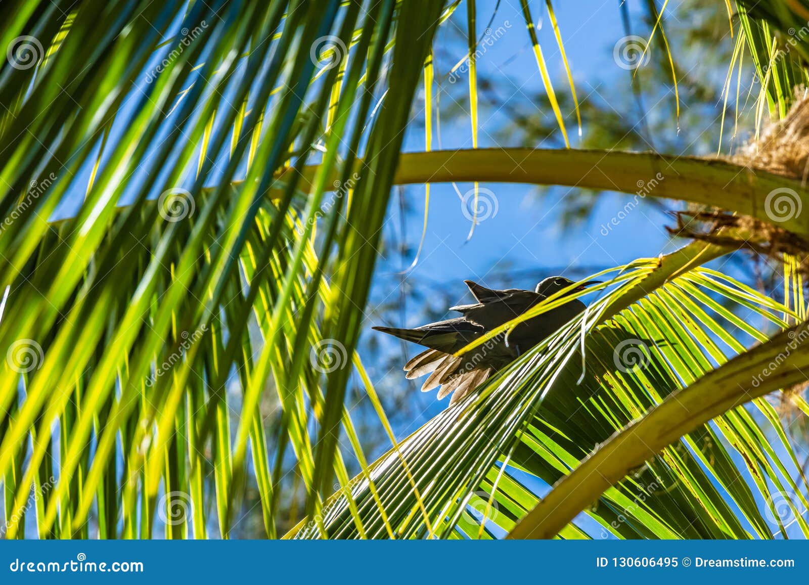 BIRD in the PALM TREE stock image. Image of tree, palm - 130606495