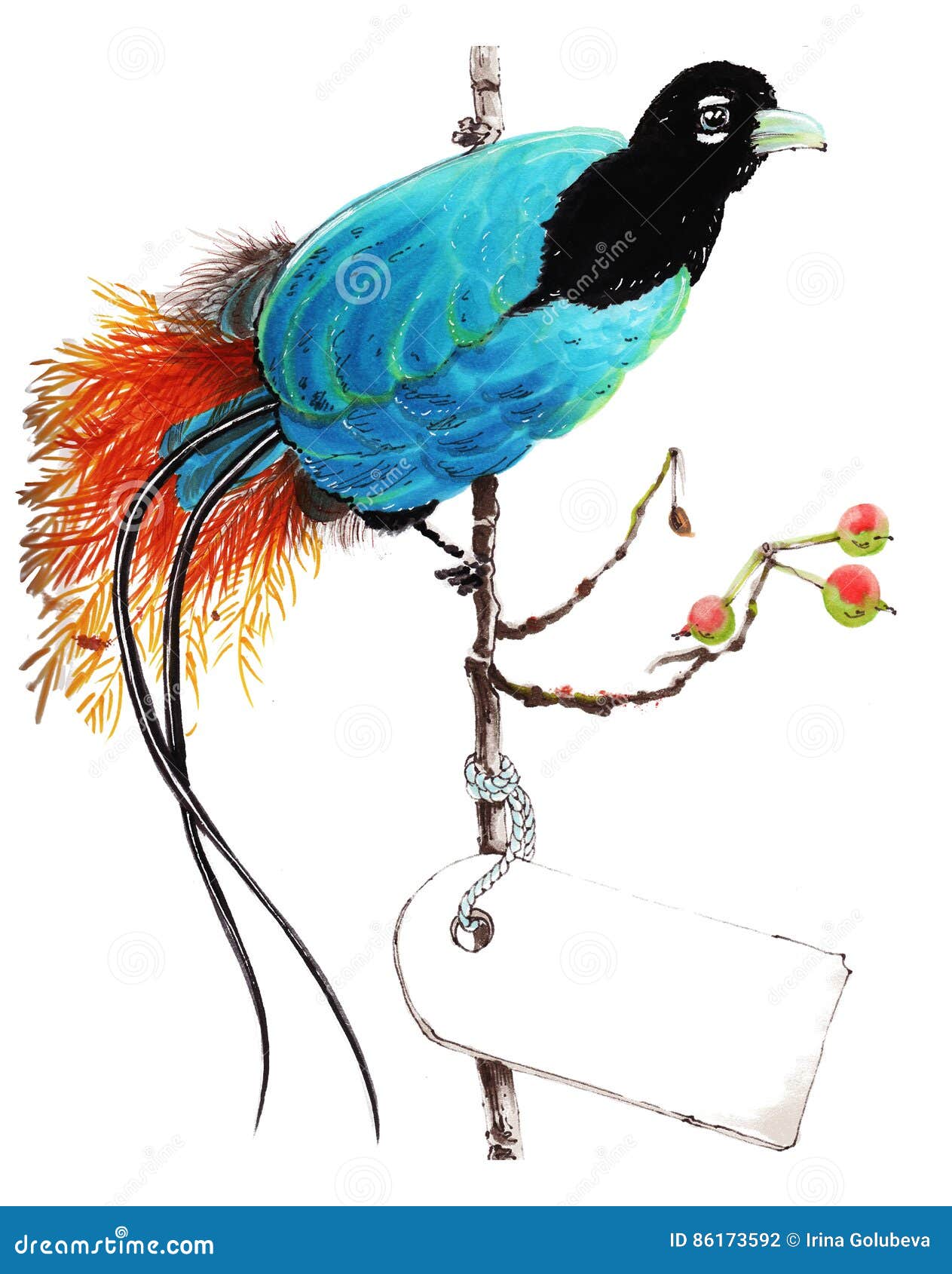 Hooded Pitta Bird Learn To Draw Vector | CartoonDealer.com #63668670