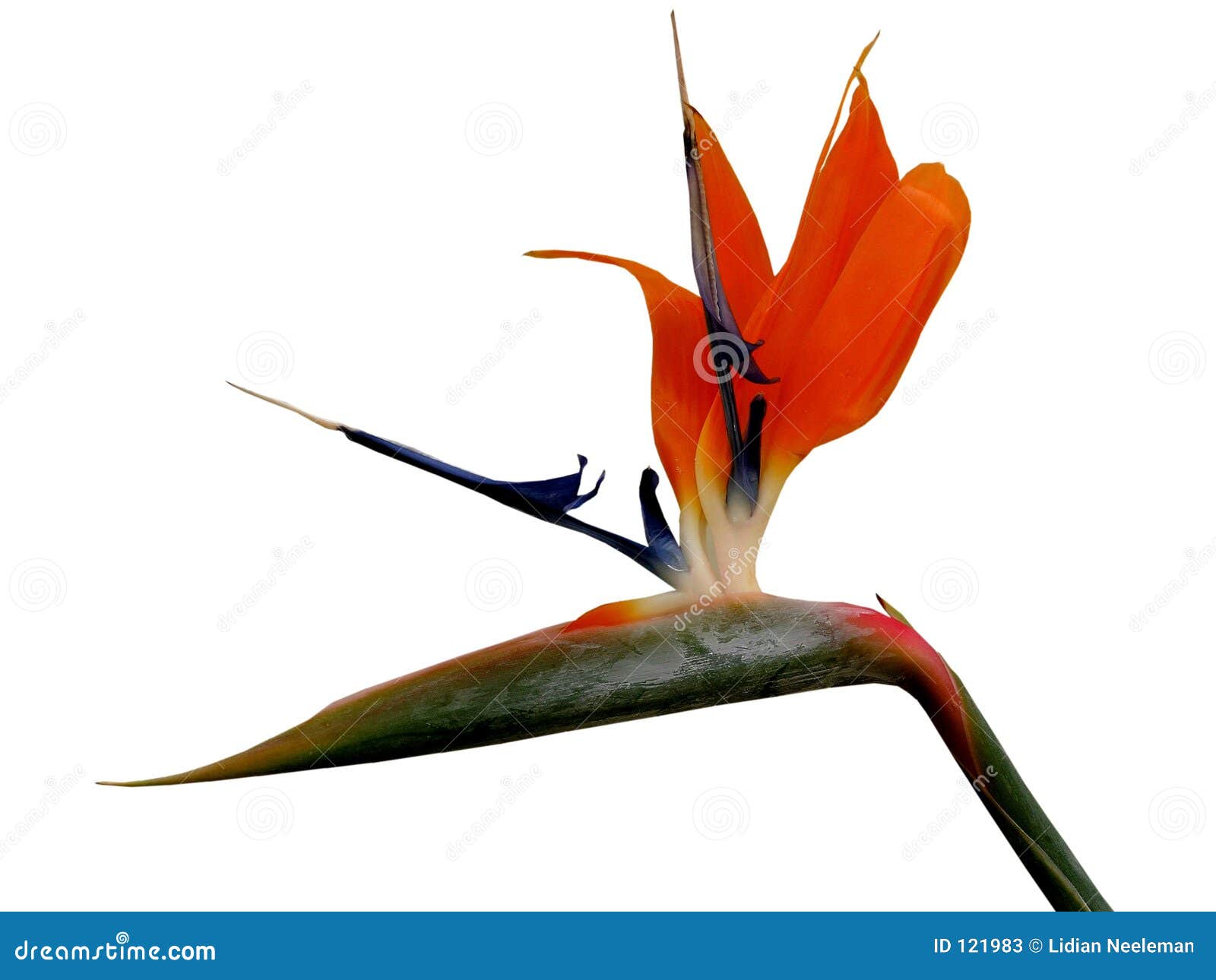 Bird of Paradise-design Element Stock Image - Image of strelitzia ...