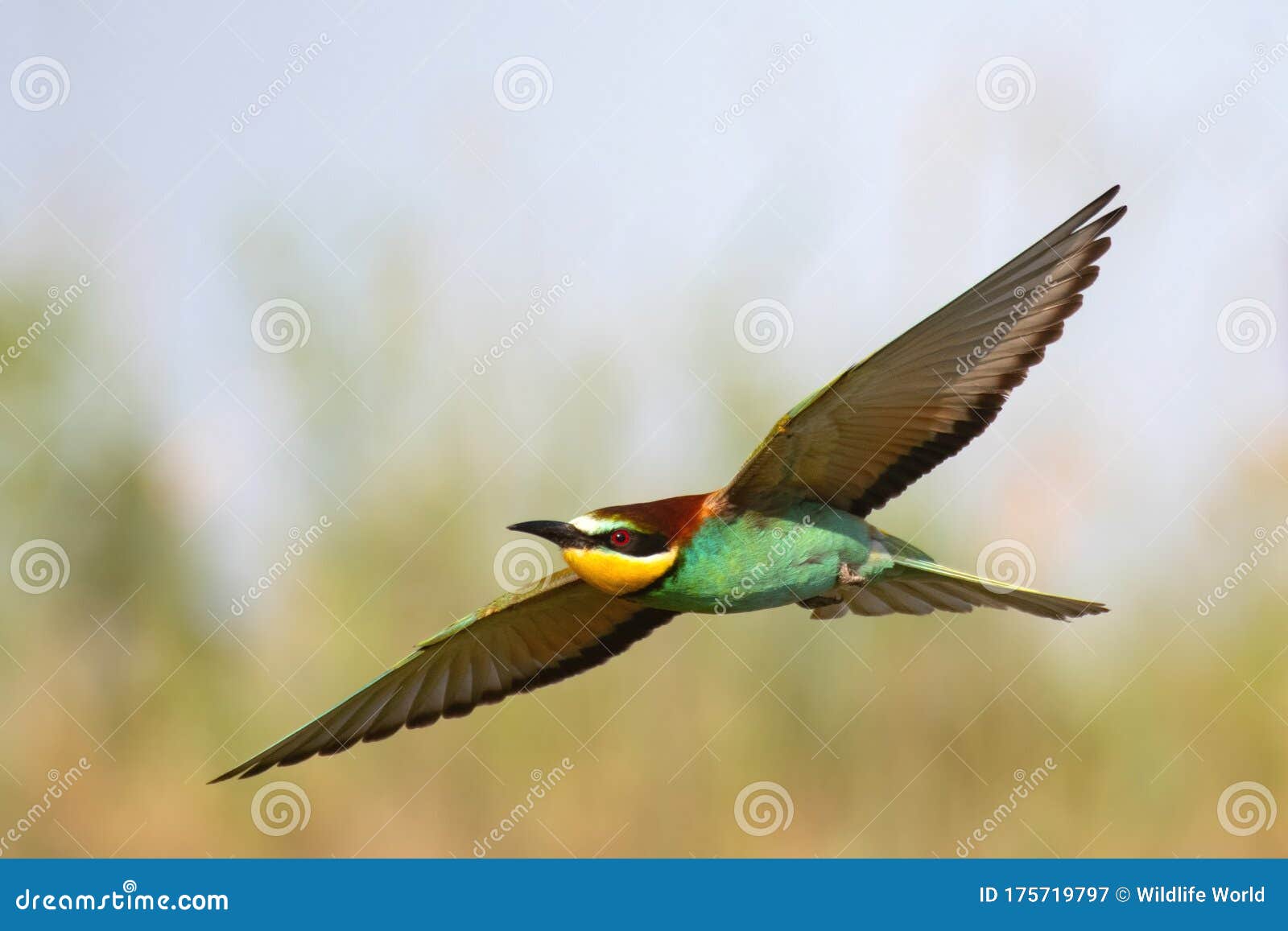 Bird of Paradise in Flight, Bee-eaters. Merops Apiaster Stock Image ...