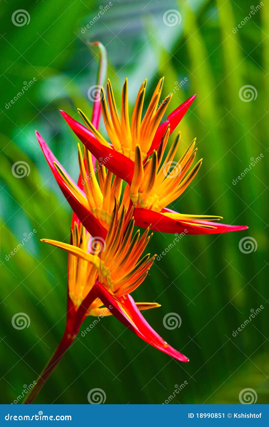 Bird With Red Flower. Hummingbird White-necked Jacobin, Fflying Next To ...