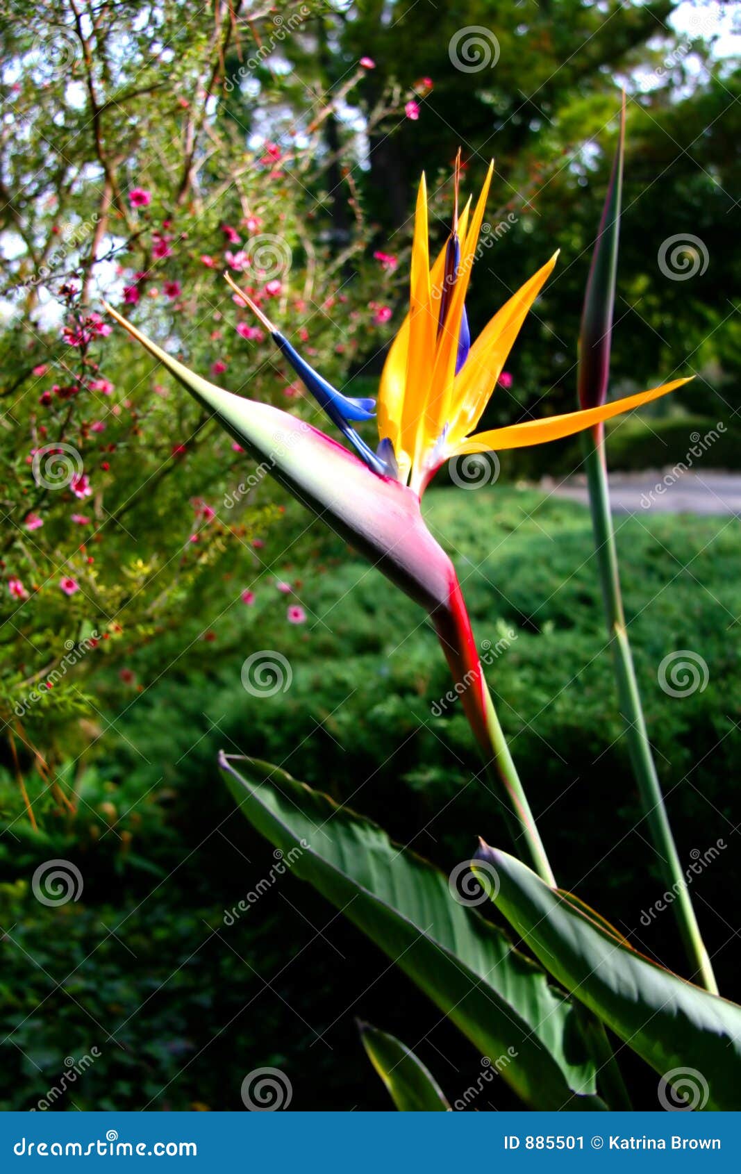 Bird of Paradise Flower stock image. Image of hawaii, orange - 885501