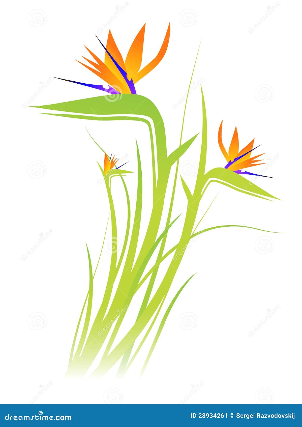 Bird Of Paradise Flower (Strelitzia) Cartoon Vector | CartoonDealer.com ...