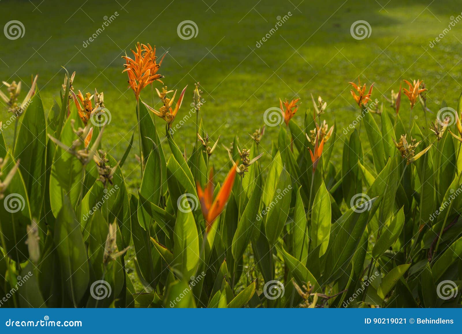 Bird of Paradise Flower or Strelitzia Orange Flower. Stock Image ...