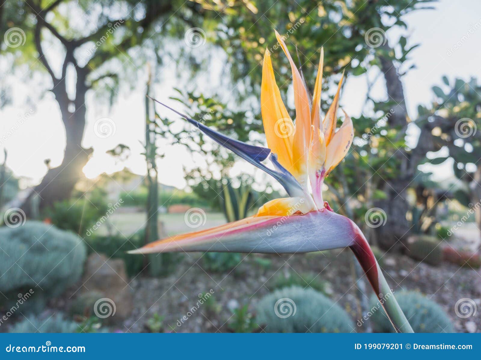Bird of Paradise Plant with Sun Rays Stock Image - Image of orange ...