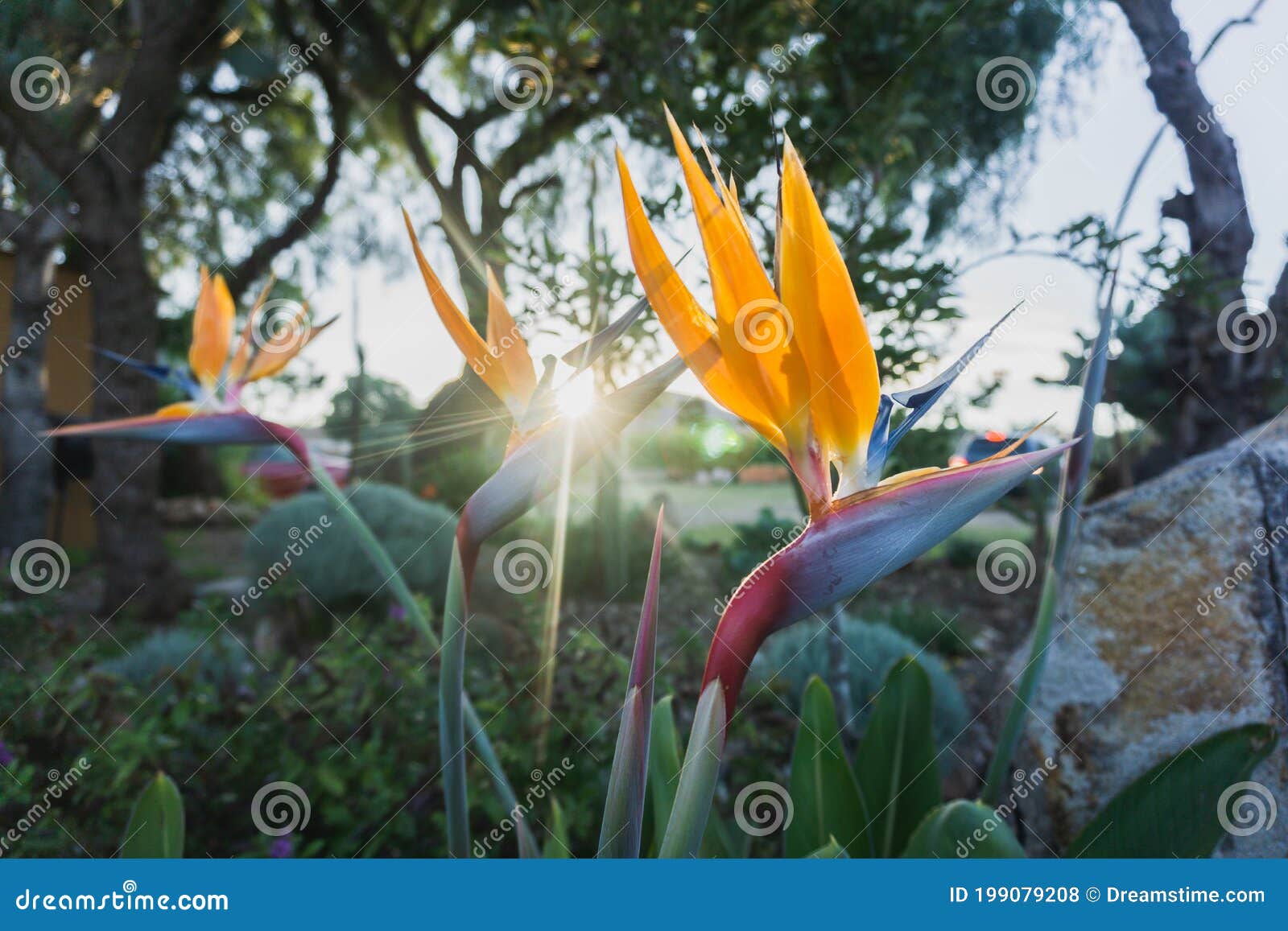 Bird of Paradise Plant with Sun Rays Stock Photo - Image of plant ...