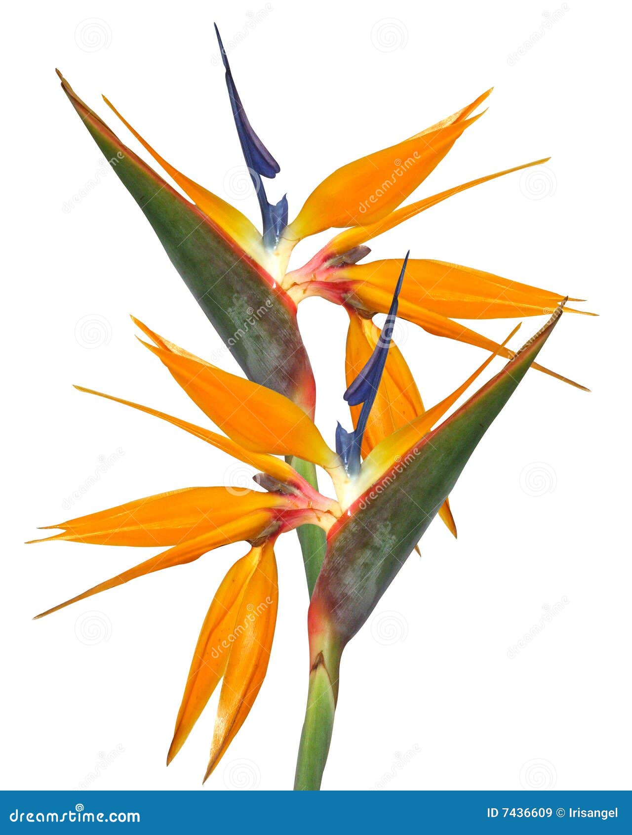 Strelitzia Flower Royalty-Free Stock Image | CartoonDealer.com #42920668