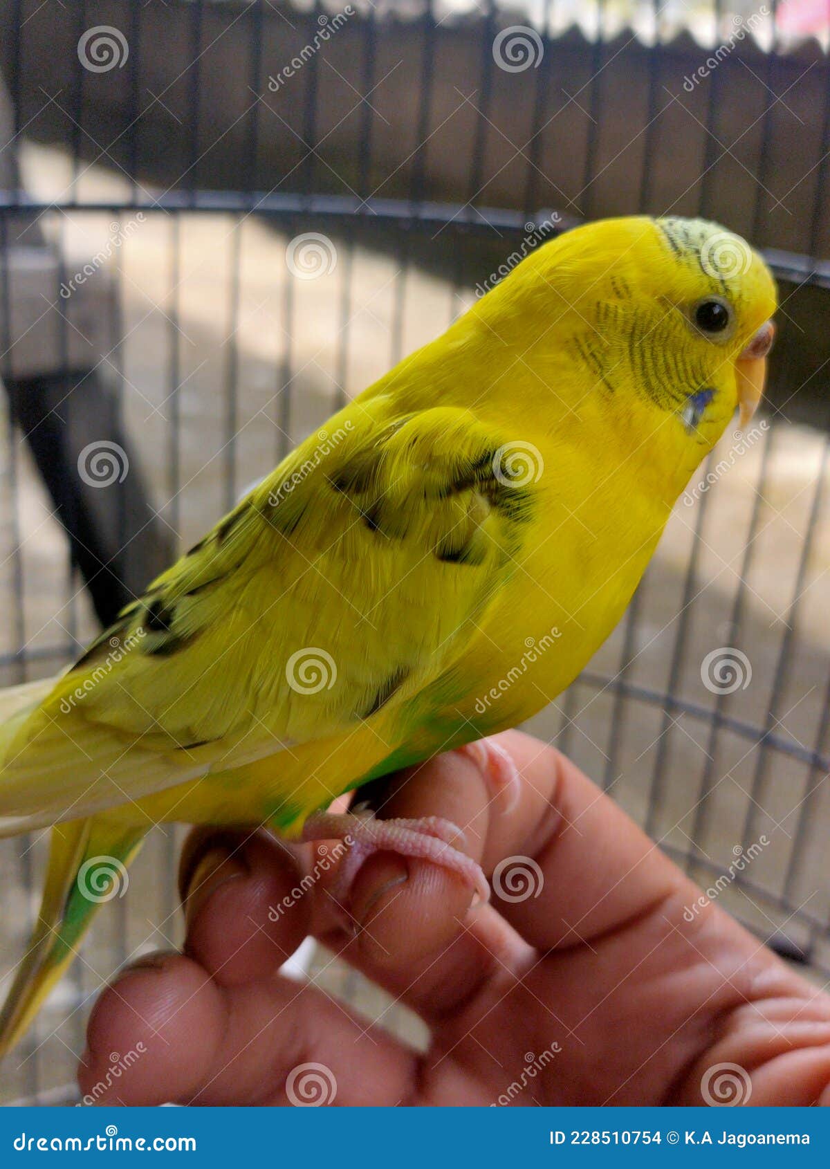 Bird Parkit Yellow stock photo. Image of animal, chicken - 228510754