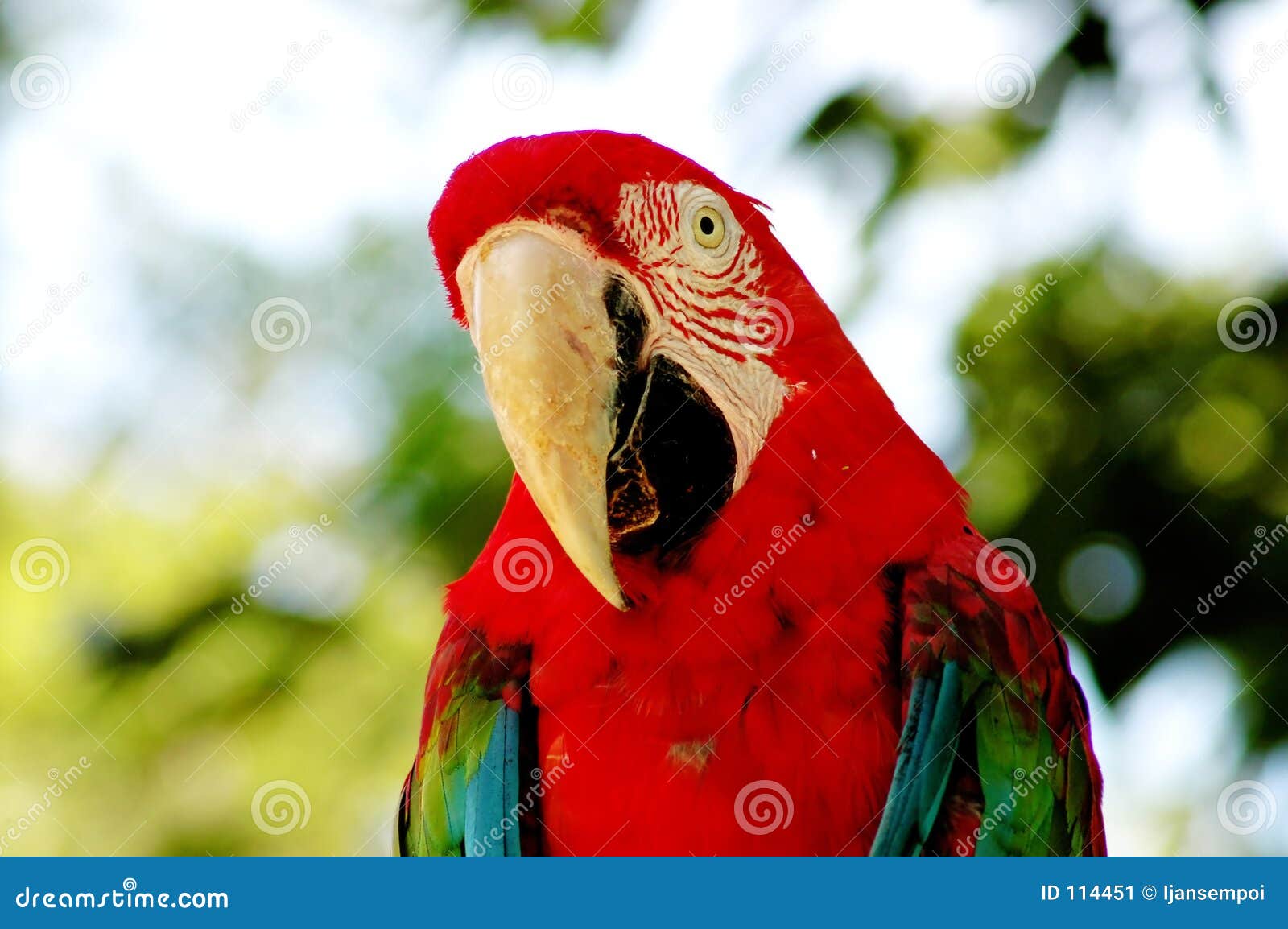 Bird - Parrot stock image. Image of color, fauna, colour - 114451