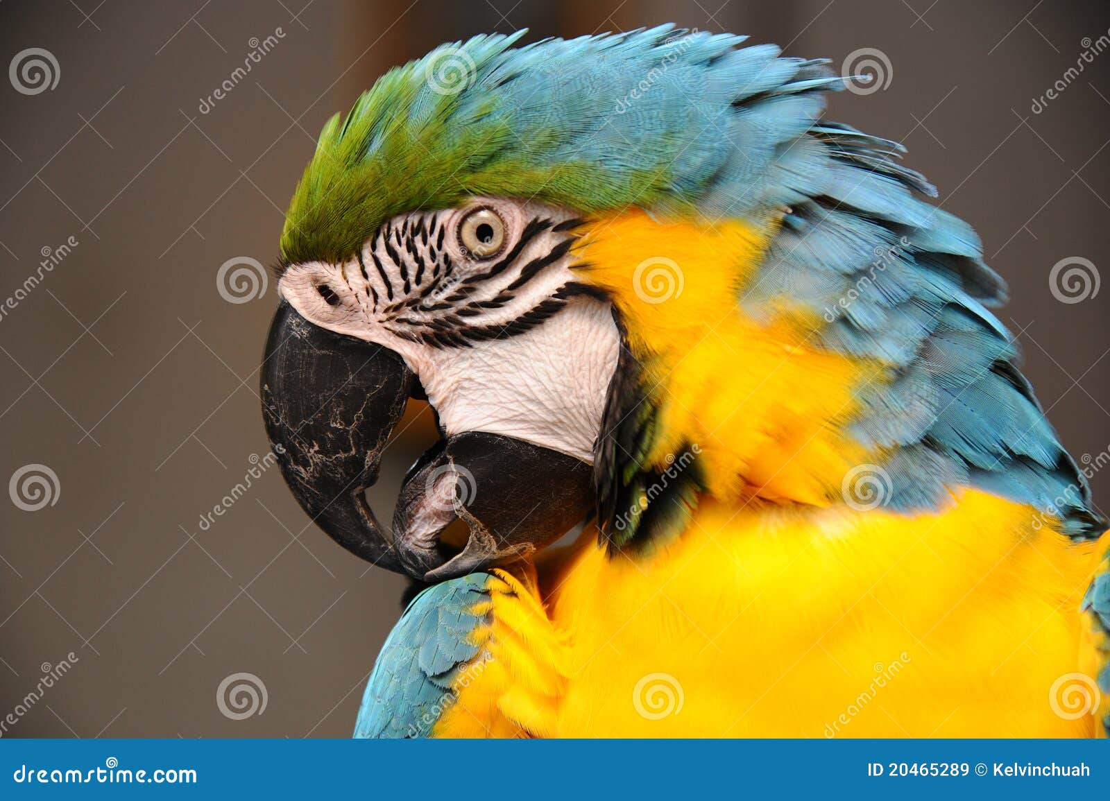 Bird parrot stock image. Image of staring, skin, portrait - 20465289
