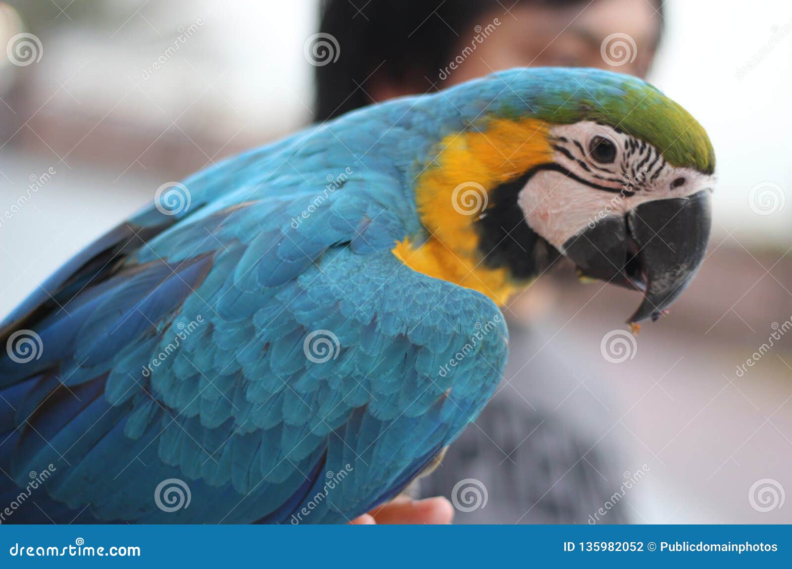 Bird, Parrot, Beak, Macaw Picture. Image: 135982052