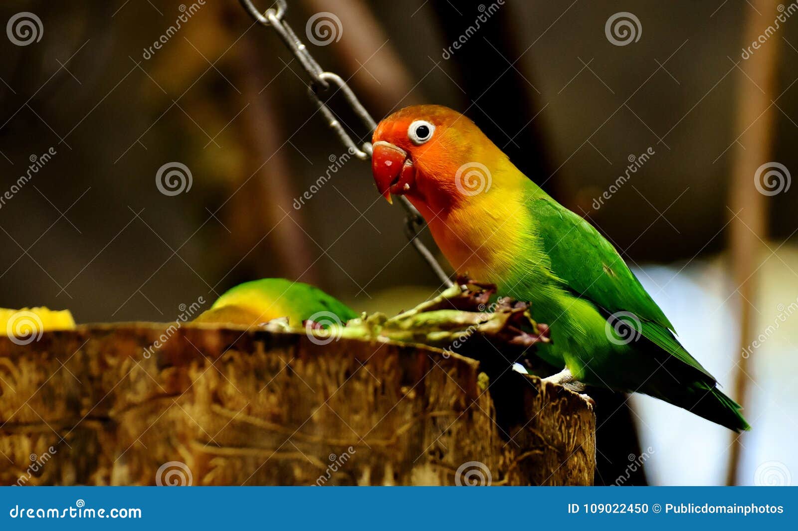 Bird, Parrot, Beak, Parakeet Picture. Image: 109022450