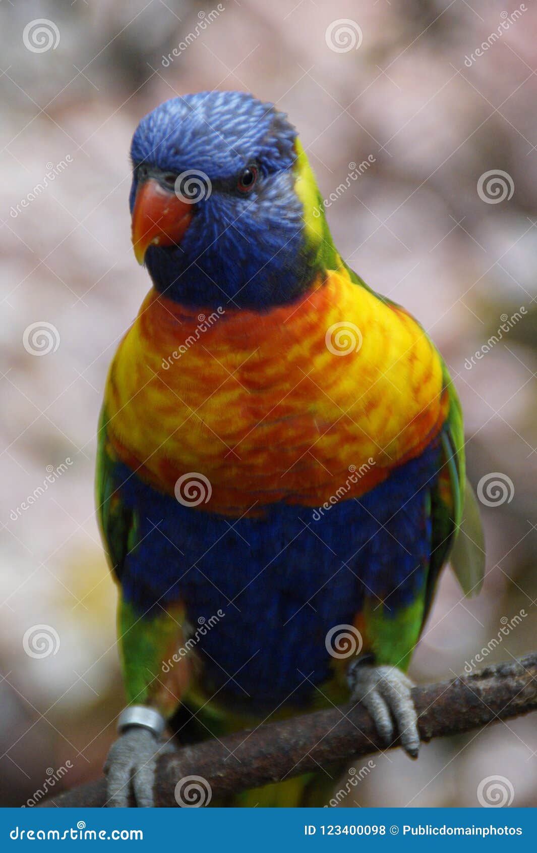Bird, Parrot, Beak, Parakeet Picture. Image: 123400098