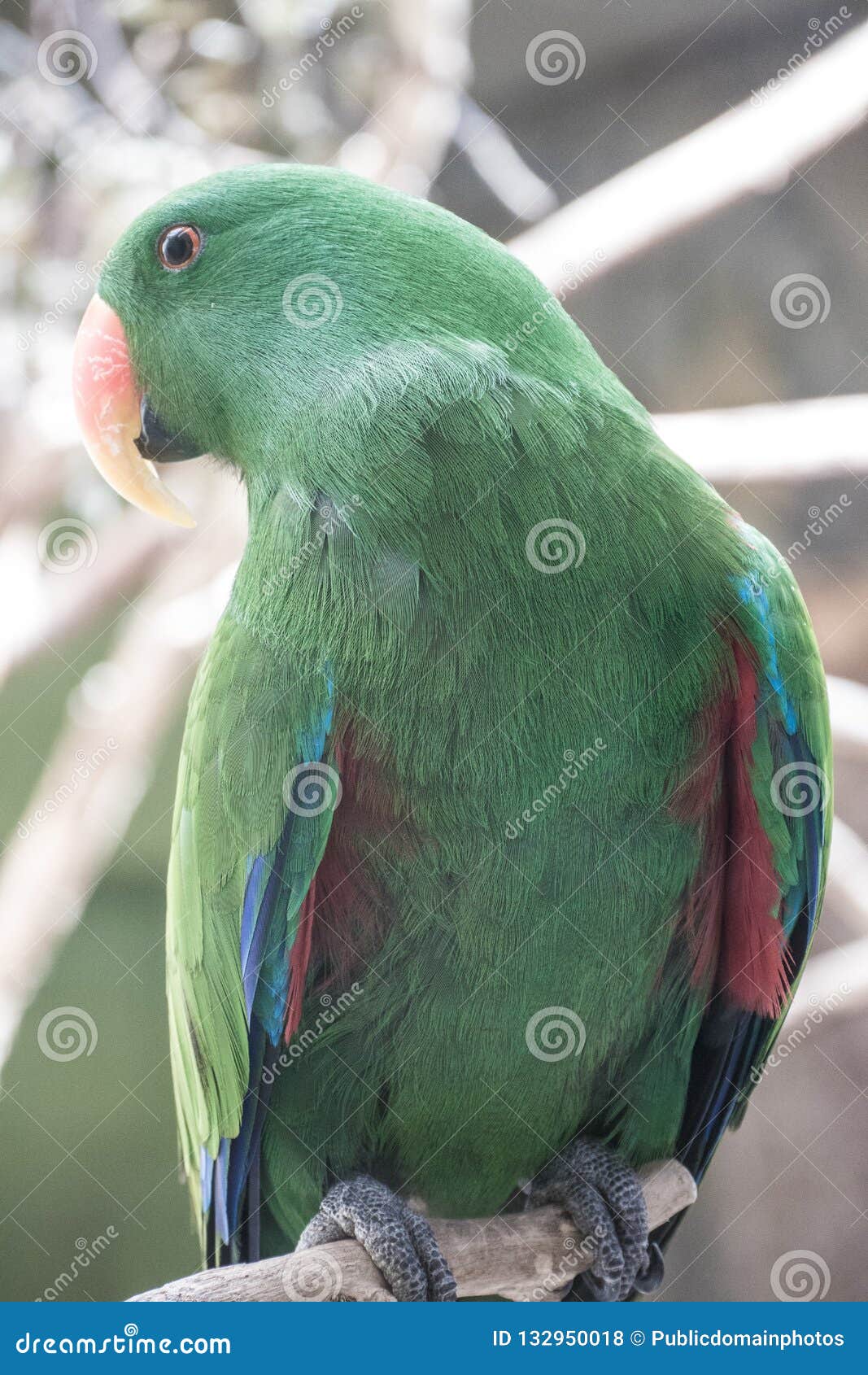 Bird, Parrot, Beak, Parakeet Picture. Image: 132950018