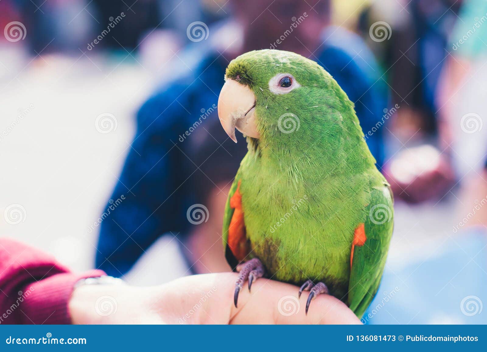 Bird, Parrot, Beak, Parakeet Picture. Image: 136081473