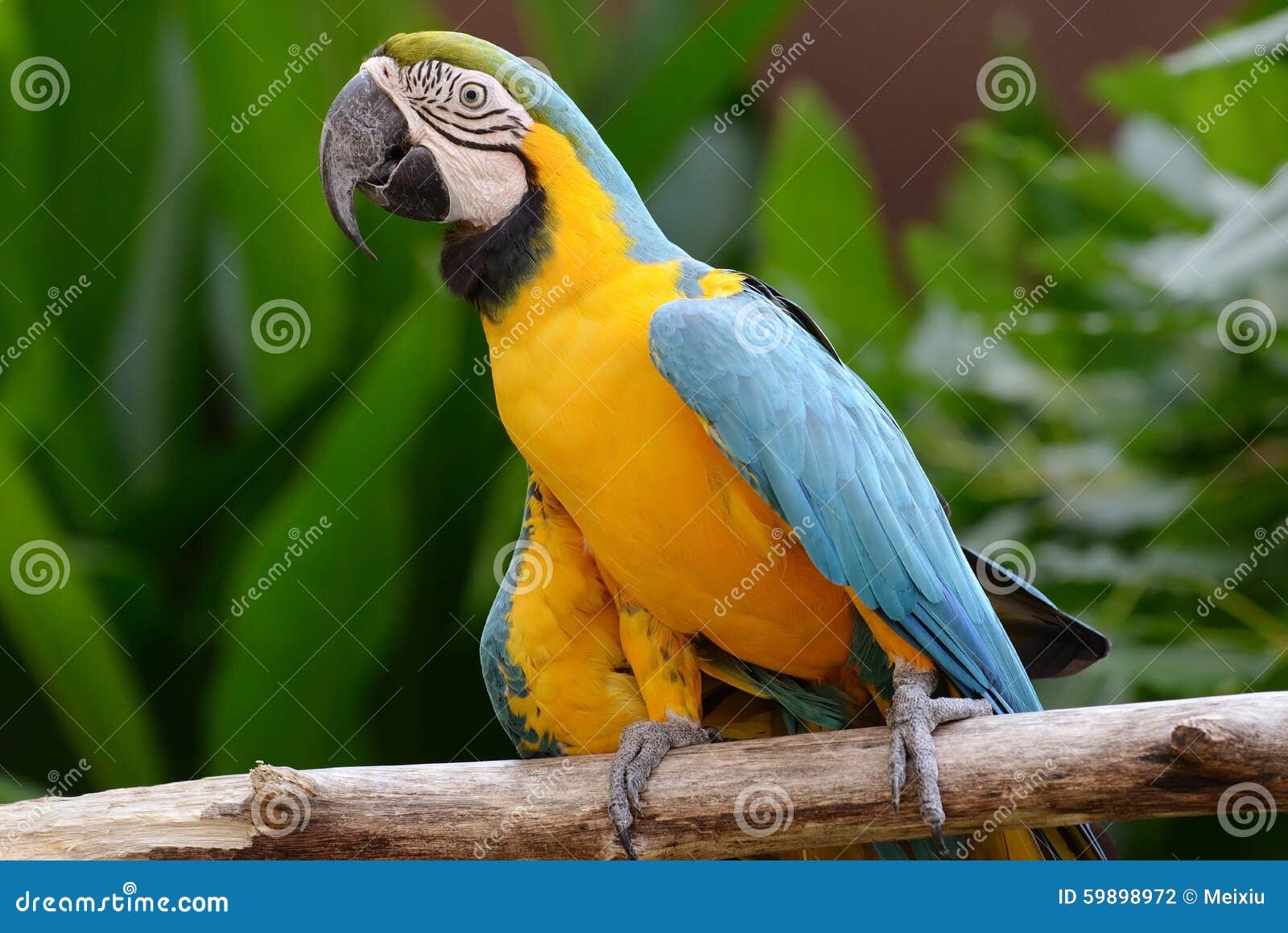 Bird Parrot stock photo. Image of animals, colorful, hawaii - 59898972