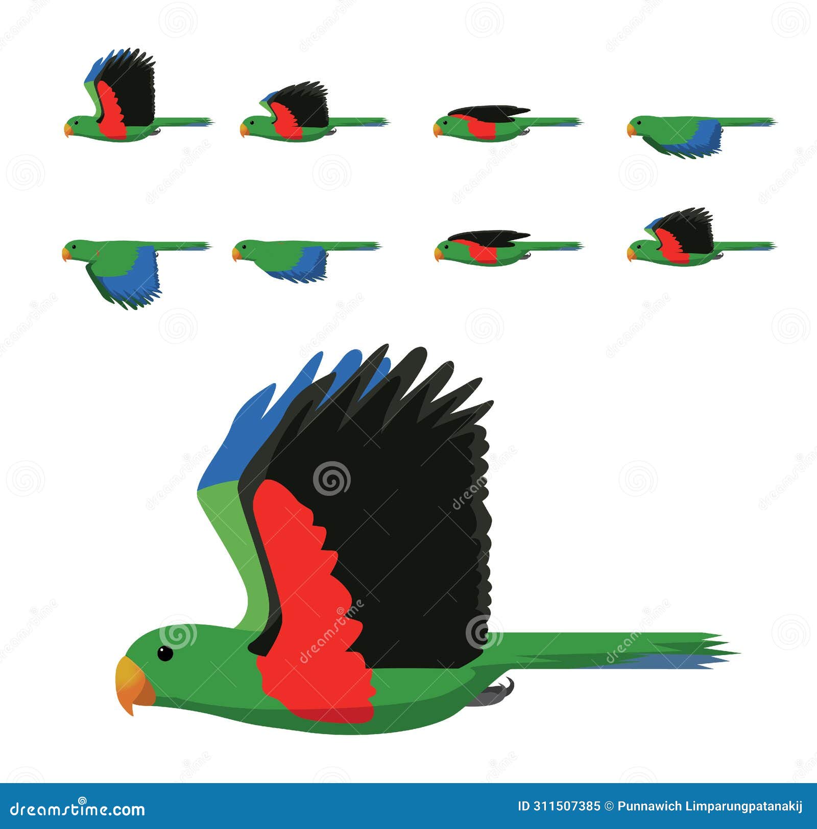Bird Parrot Eclectus Green Flying Animation Sequence Cartoon Vector ...