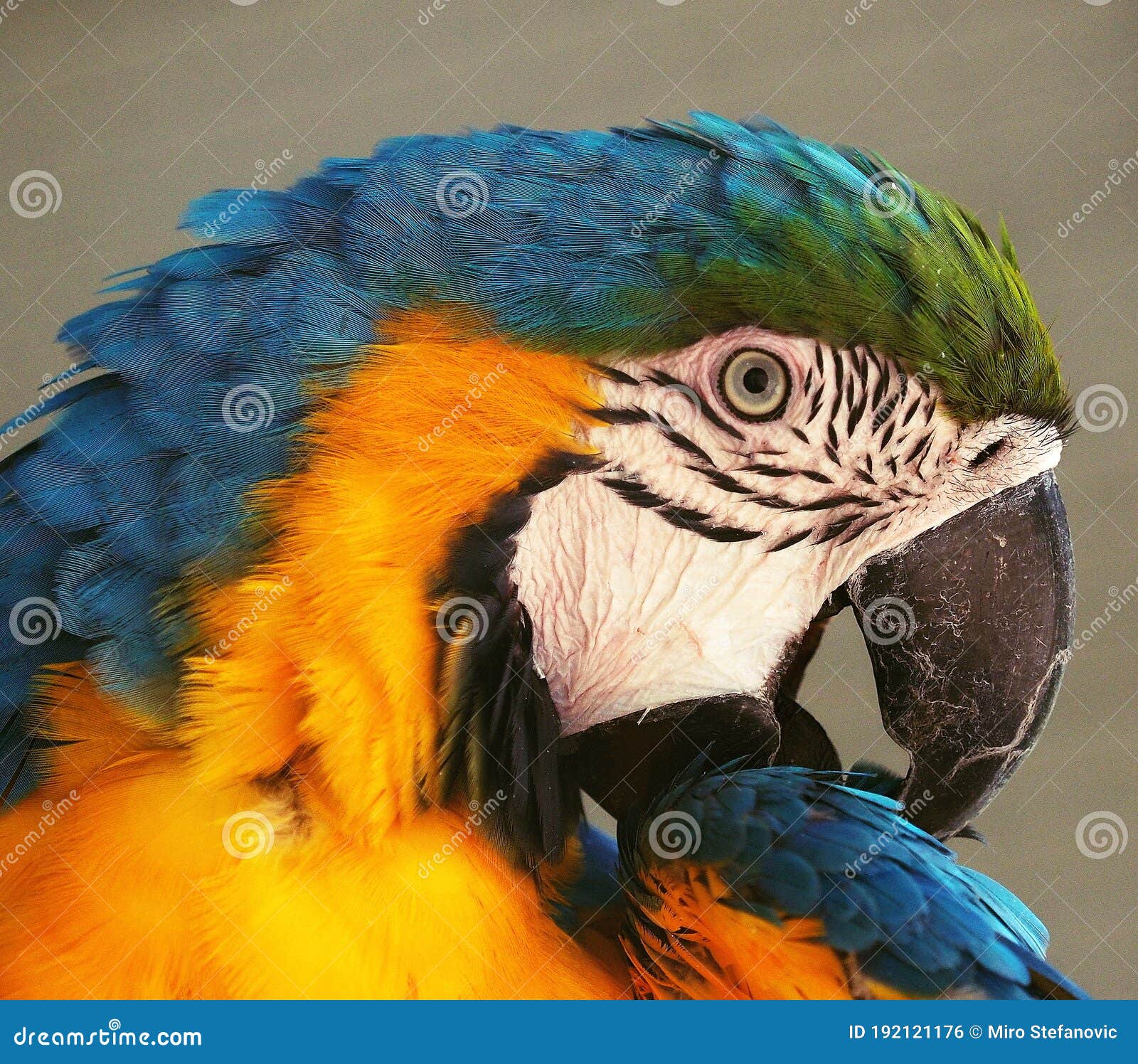 Parrot Birds Standing in a Row. Stock Photo - Image of birds, feather ...