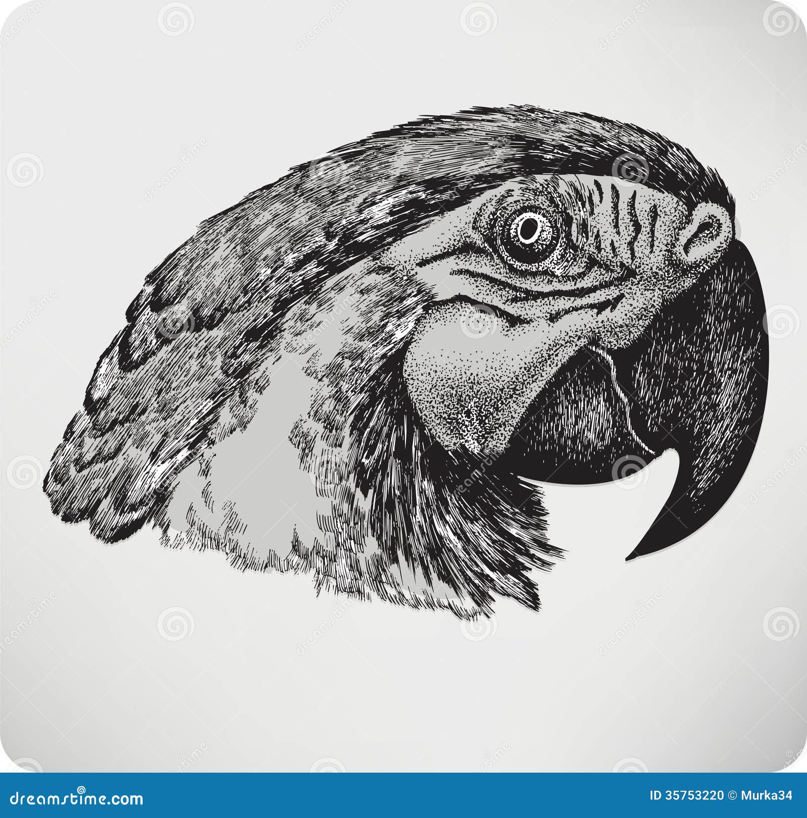 Bird Parrot, Hand Drawing, Vector Illustration. Stock Vector ...