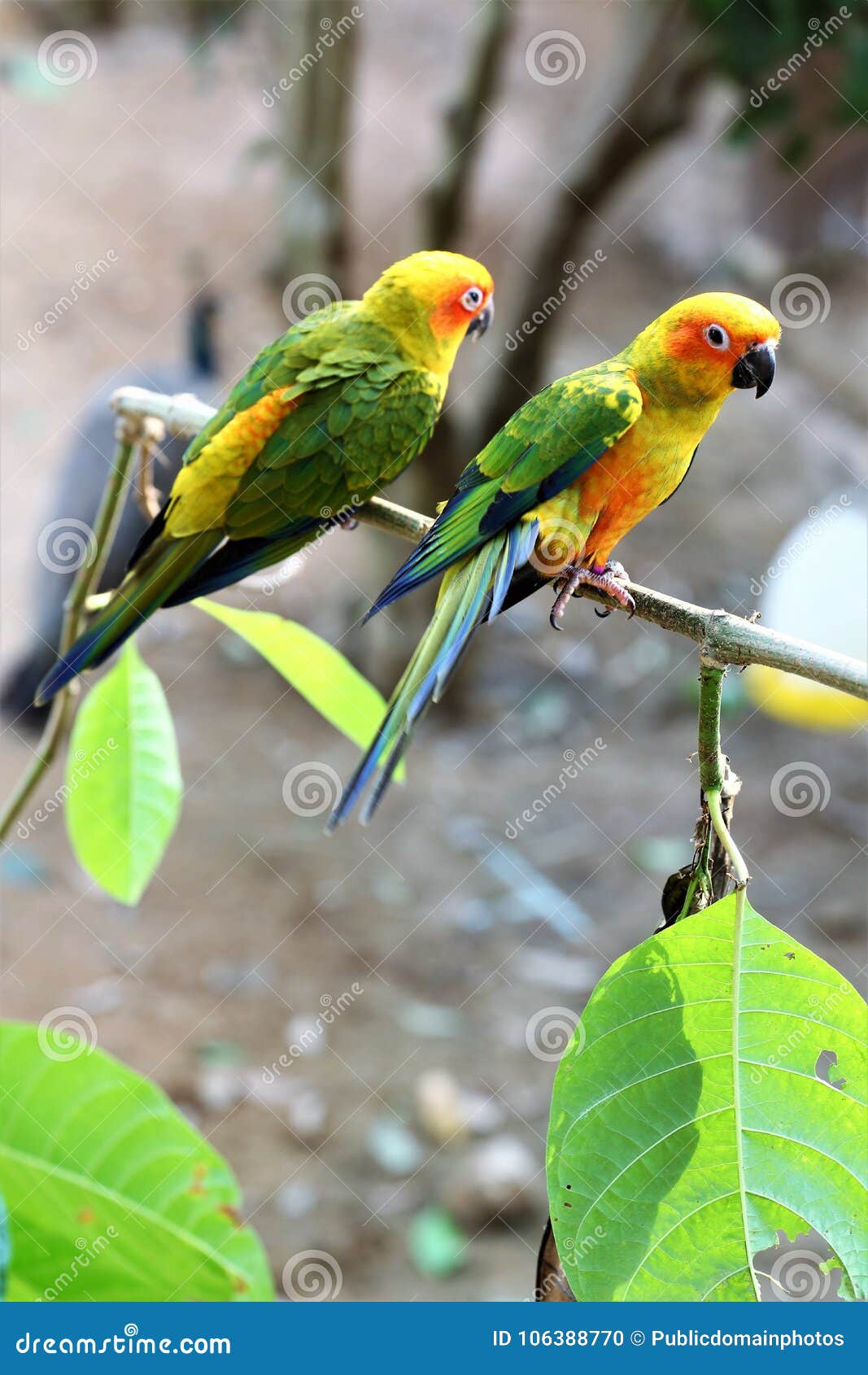 Bird, Parrot, Parakeet, Beak Picture. Image: 106388770