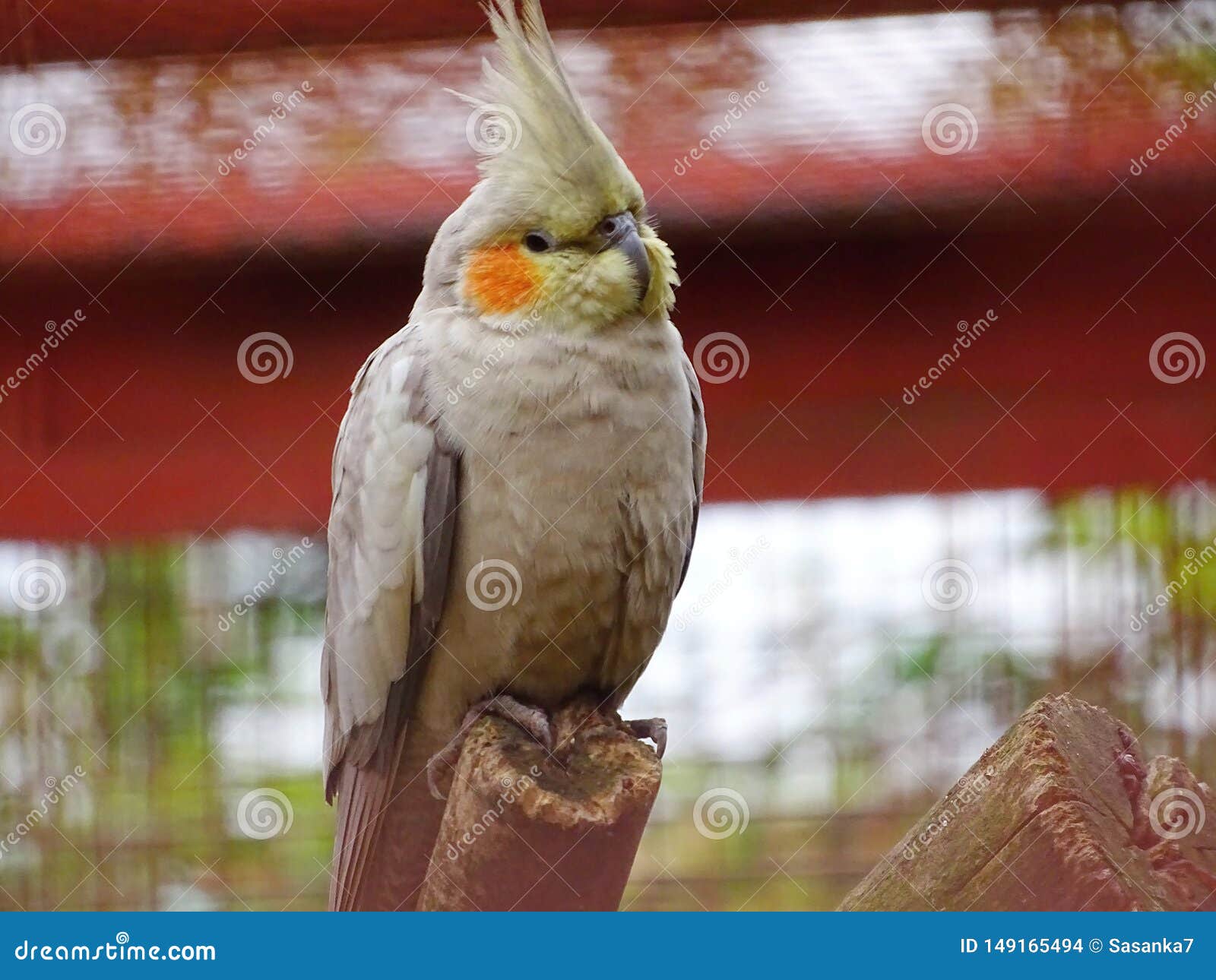 Bird parrot parakeet stock photo. Image of garden, makle - 149165494
