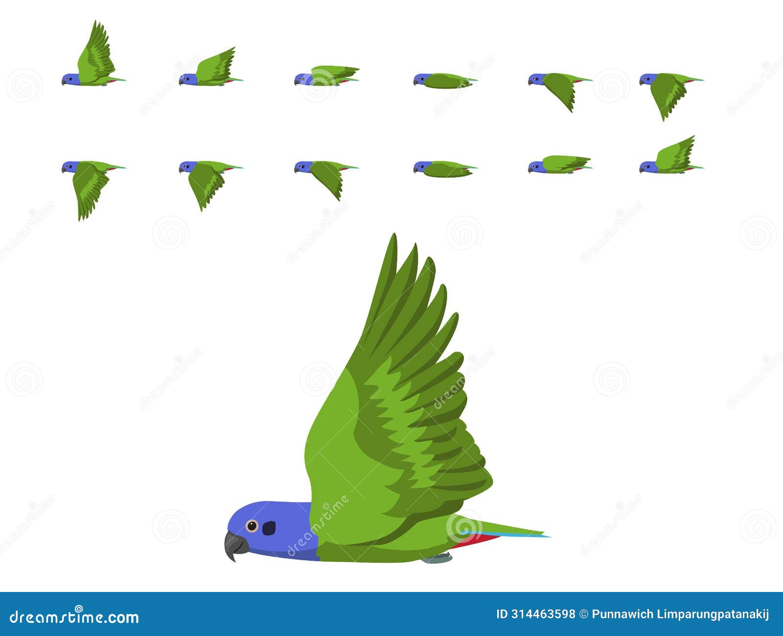 Bird Parrot Pionus Blue-Headed Flying Animation Sequence Cartoon Vector ...