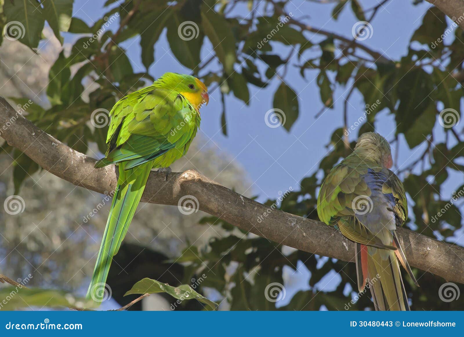 Bird stock image. Image of beak, parrot, calm, green - 30480443