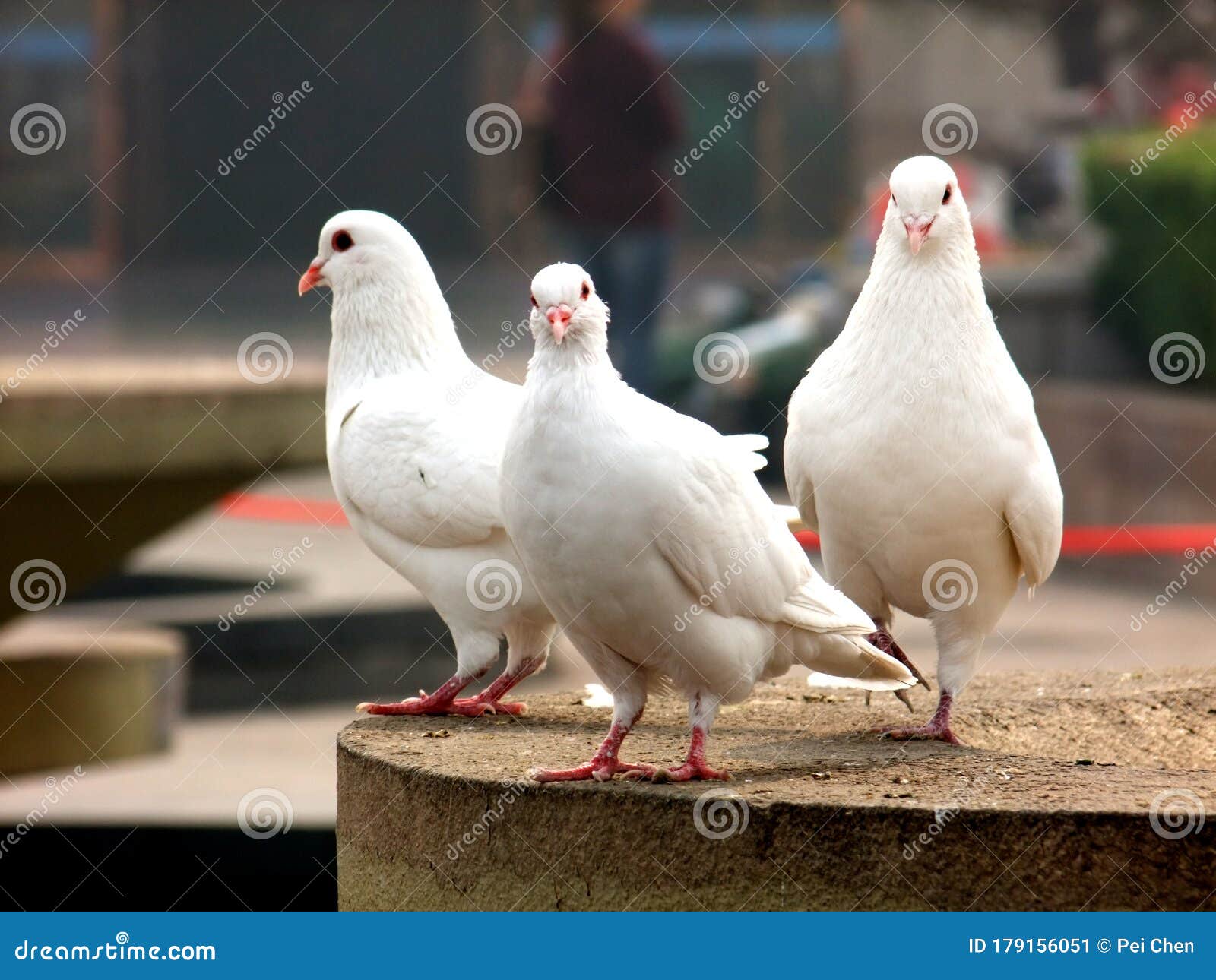 Bird Peace Stock Photos - Download 50,186 Royalty Free Photos