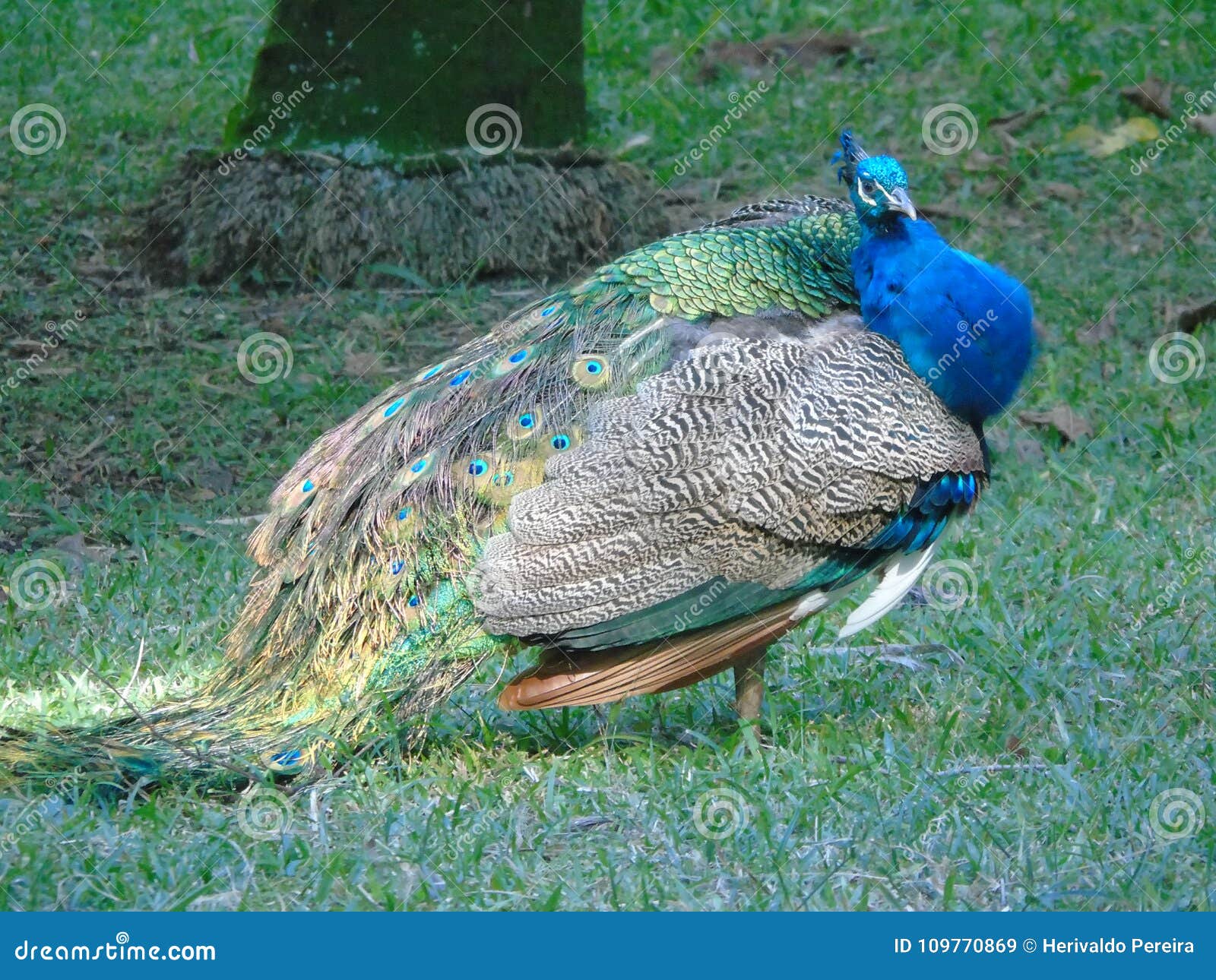 Bird Peacock Color Exotic Fan Stock Image - Image of color, exotic ...