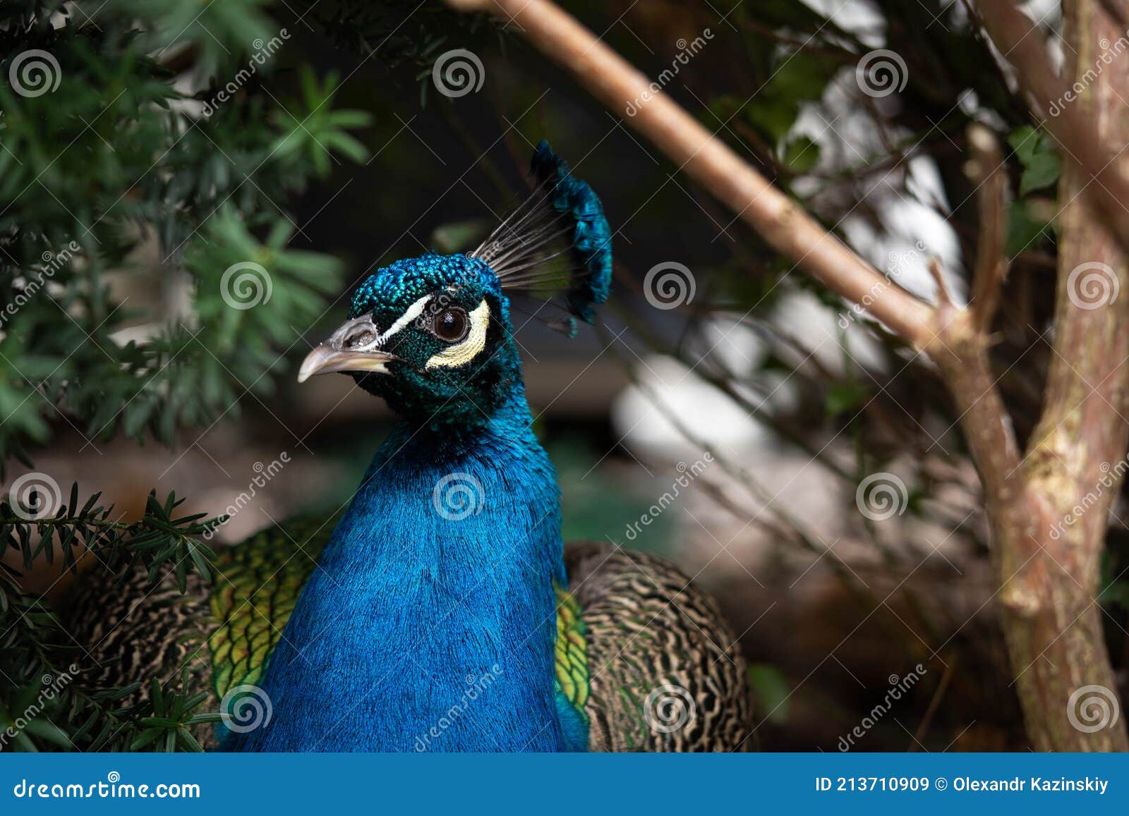 Fabulous Bird Peacock Resting Under the Bush Stock Image - Image of ...