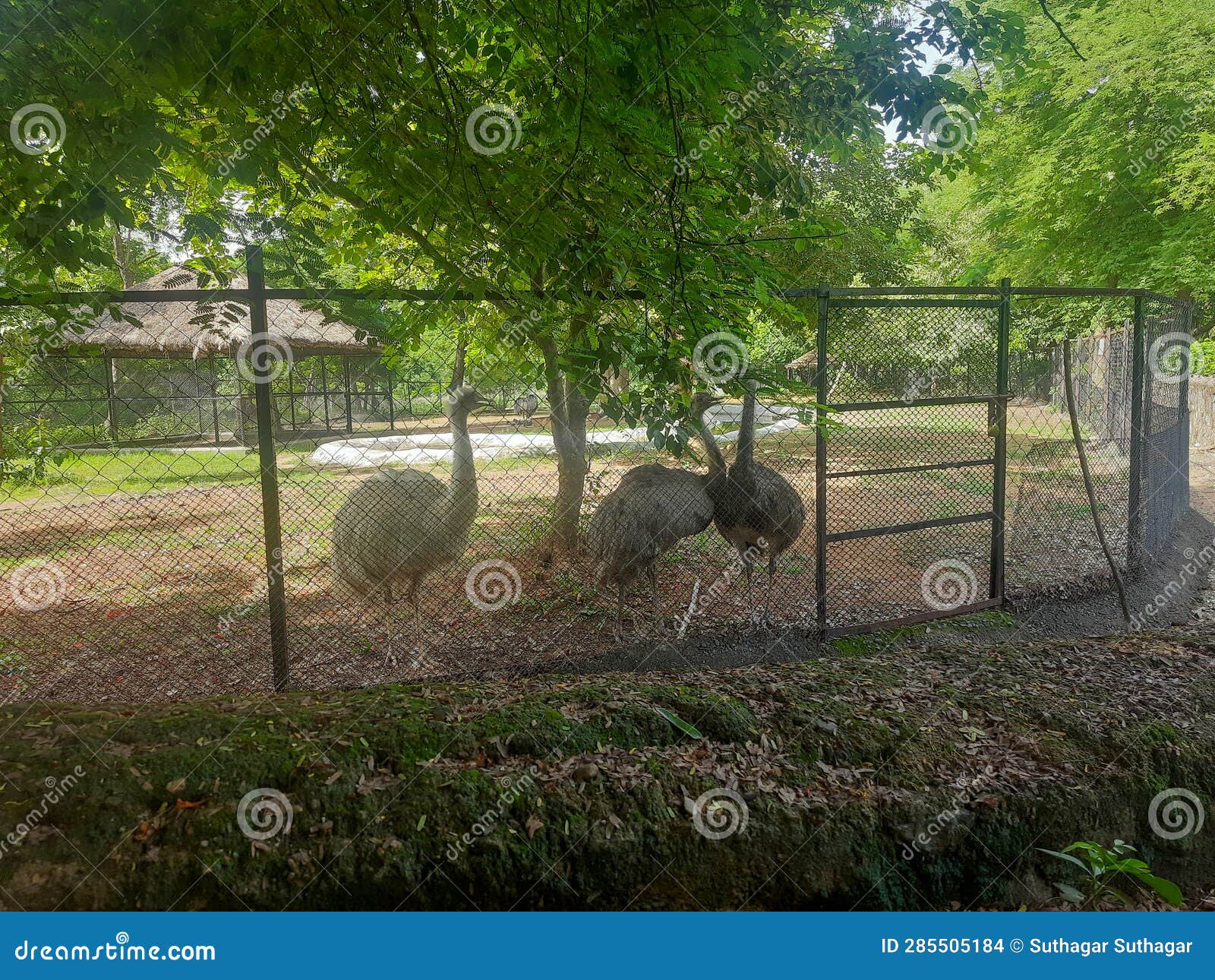 A Bird Pecking at the Ground on the Side of a Cage Wall at a Vandal Zoo ...