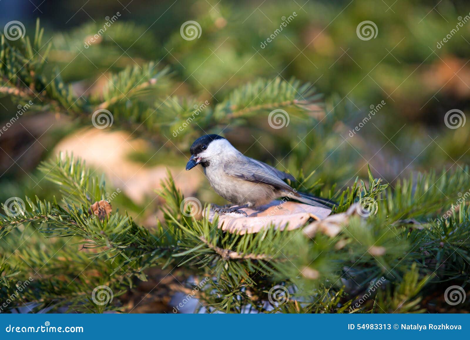 Bird Pecking at Seeds on the Snow Stock Image - Image of high ...