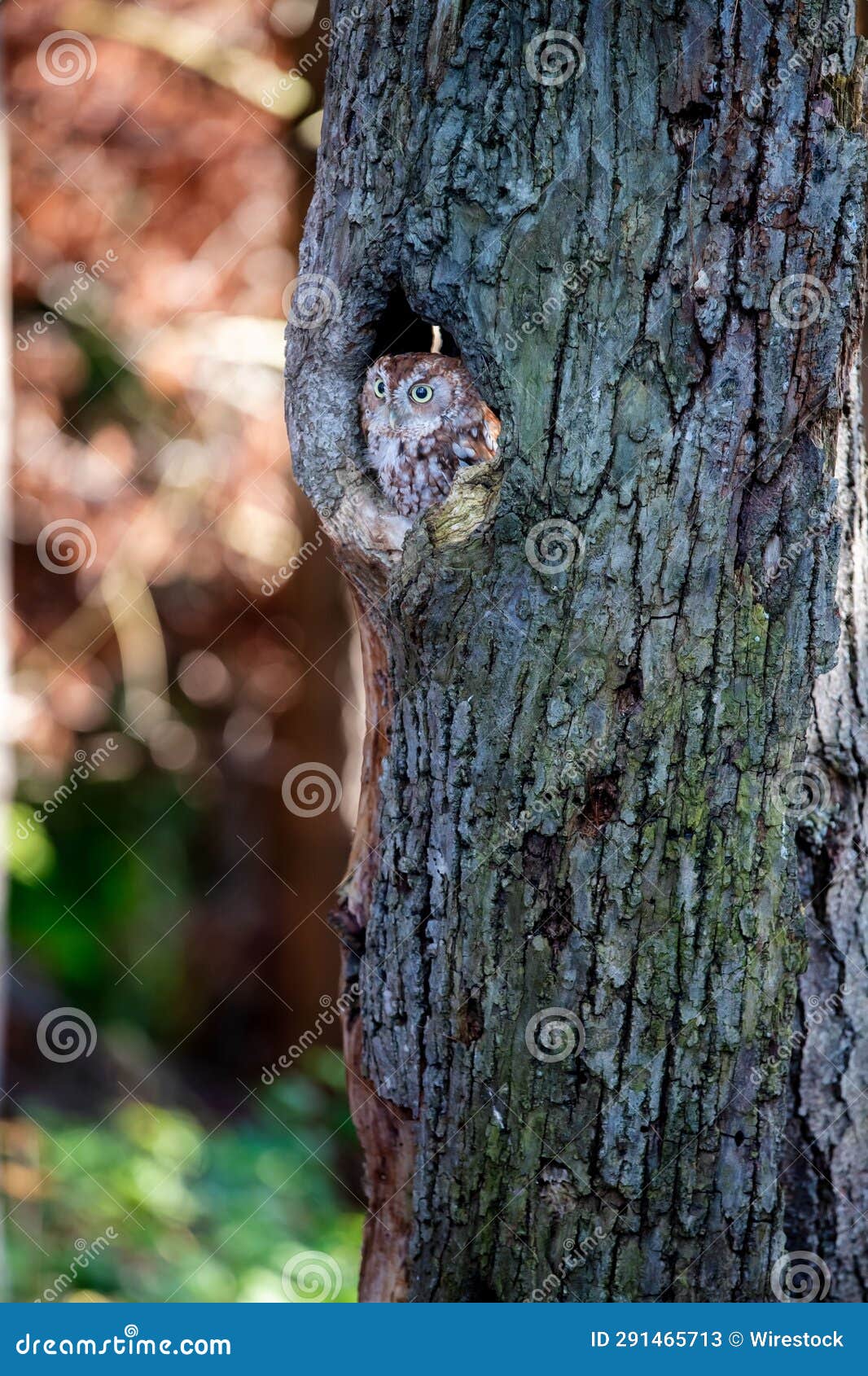 A Bird is Peeking Out of a Tree Hole that he Made Stock Image - Image ...