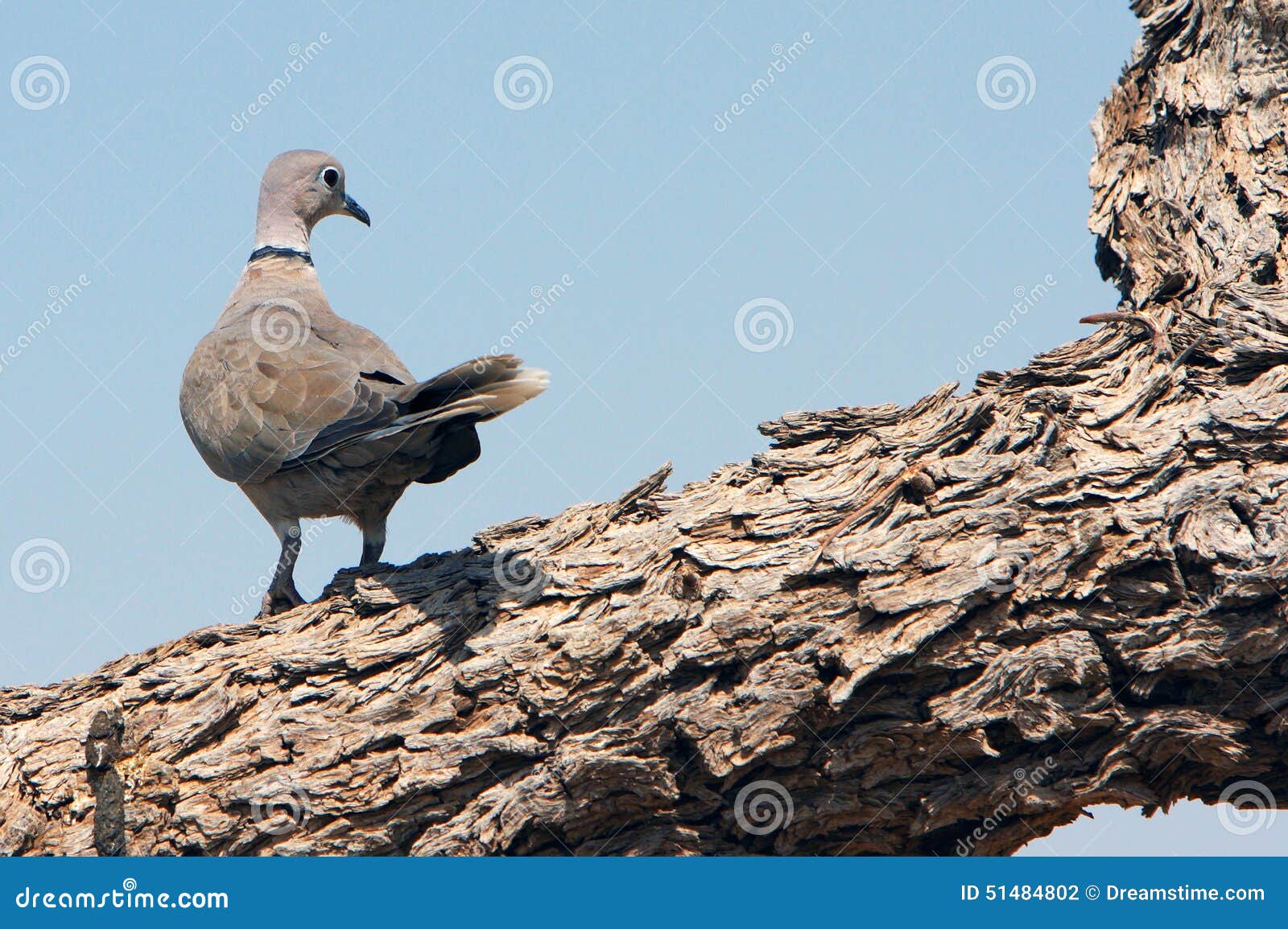 Bird stock photo. Image of pegion, wild, nature, natural - 51484802