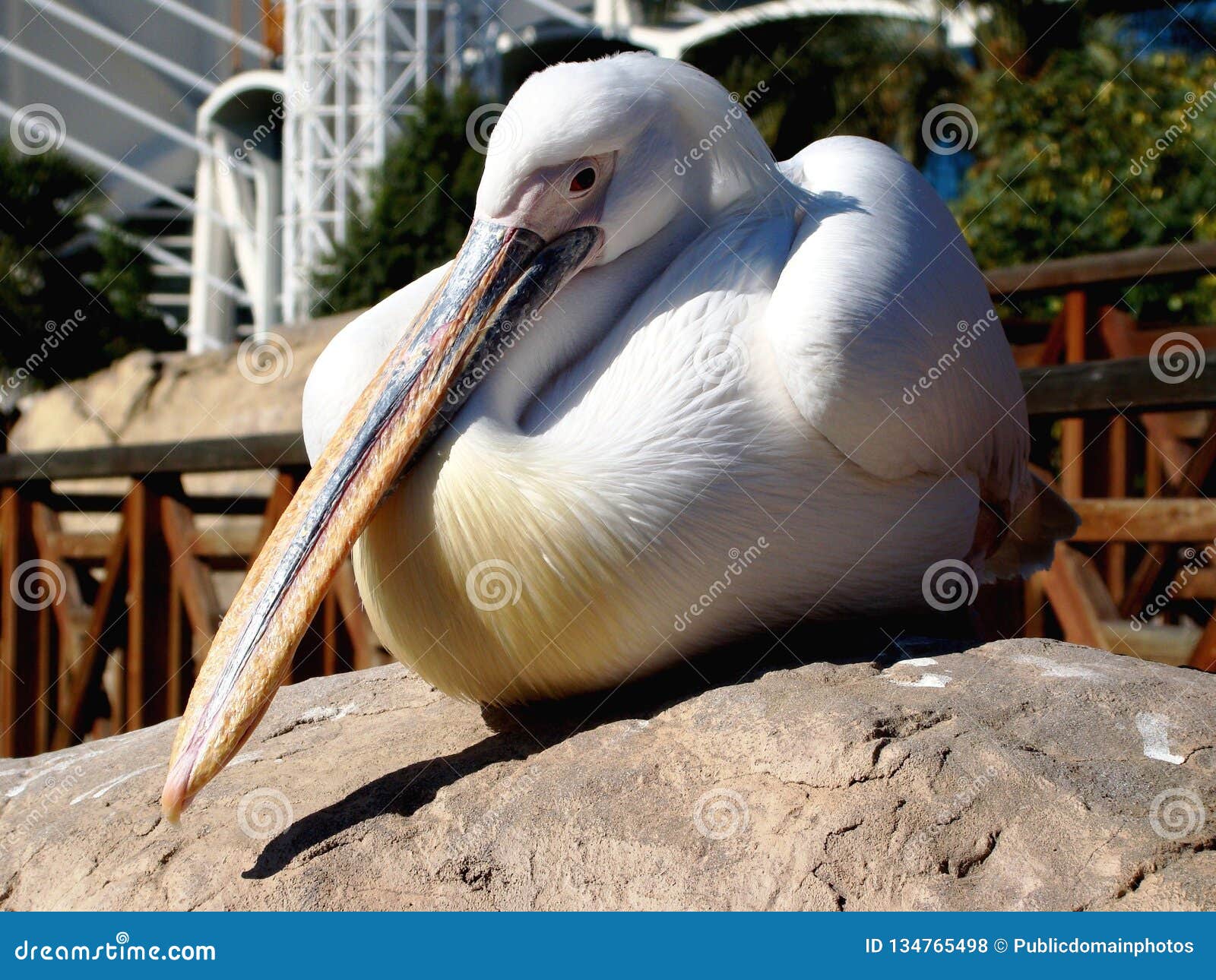 Bird, Pelican, Beak, Fauna Picture. Image: 134765498