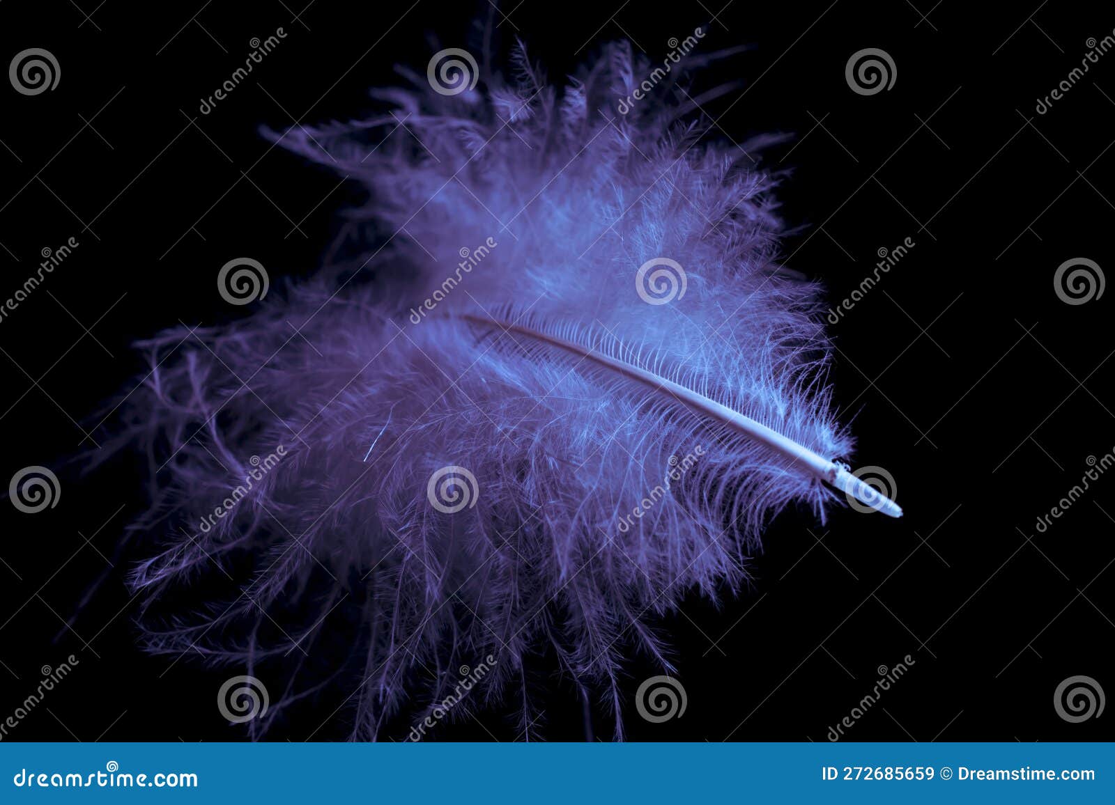 Bird Pen Falling in the Dark Stock Image - Image of wing, fluffy: 272685659