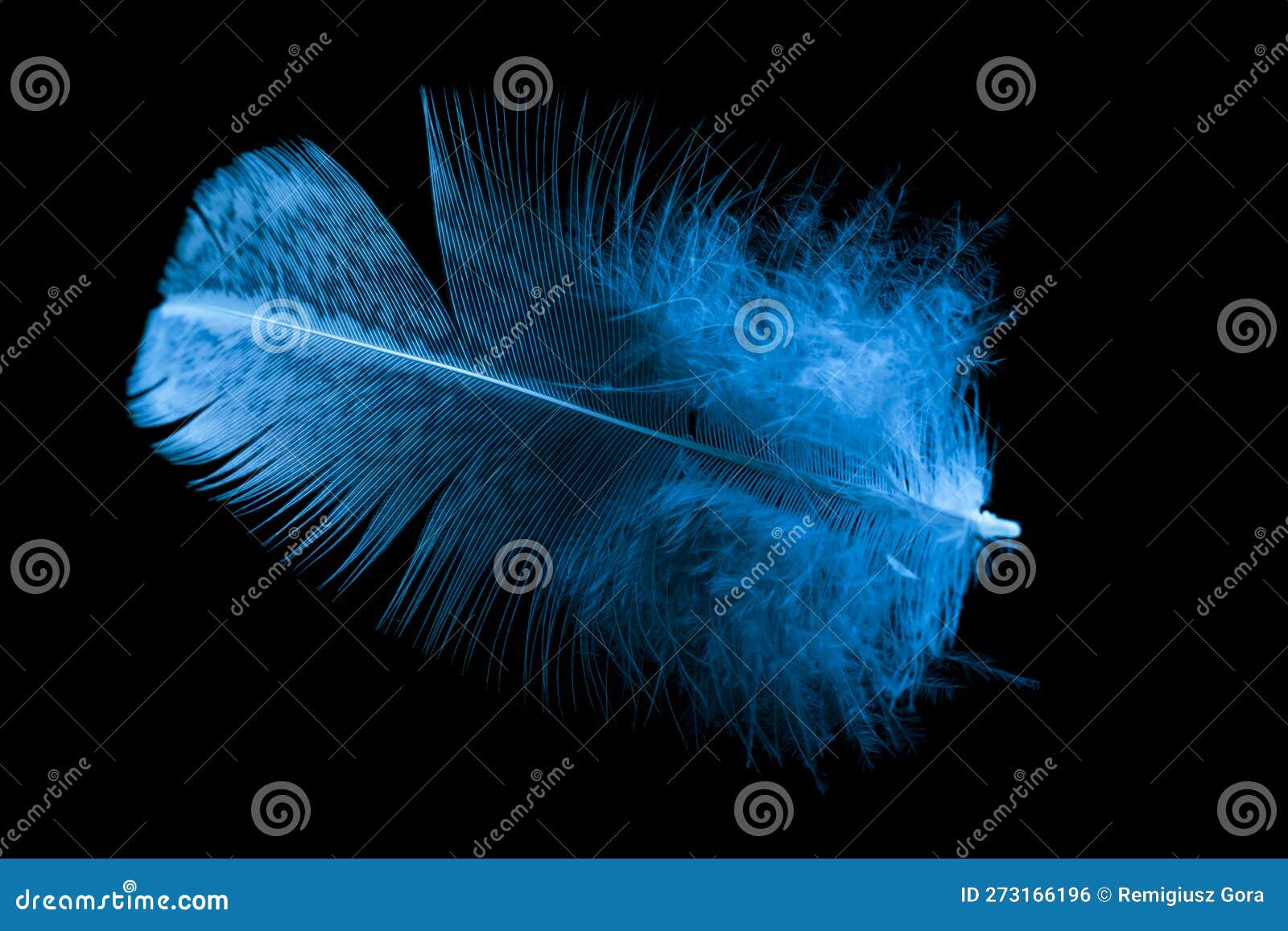 Bird Pen Falling in the Dark Stock Photo - Image of shadow, bird: 273166196