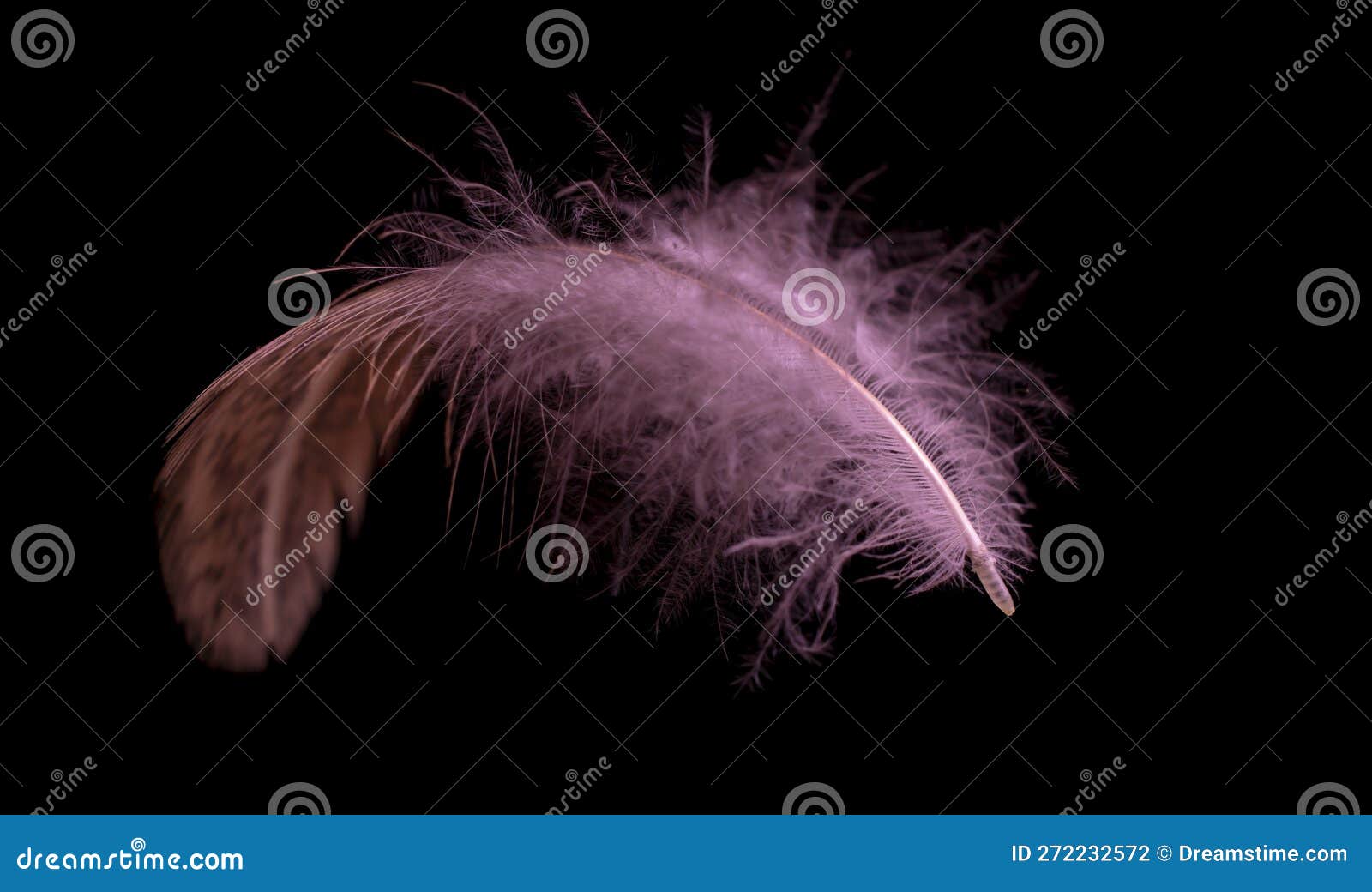 Bird Pen Falling in the Dark Stock Photo - Image of detail, black ...