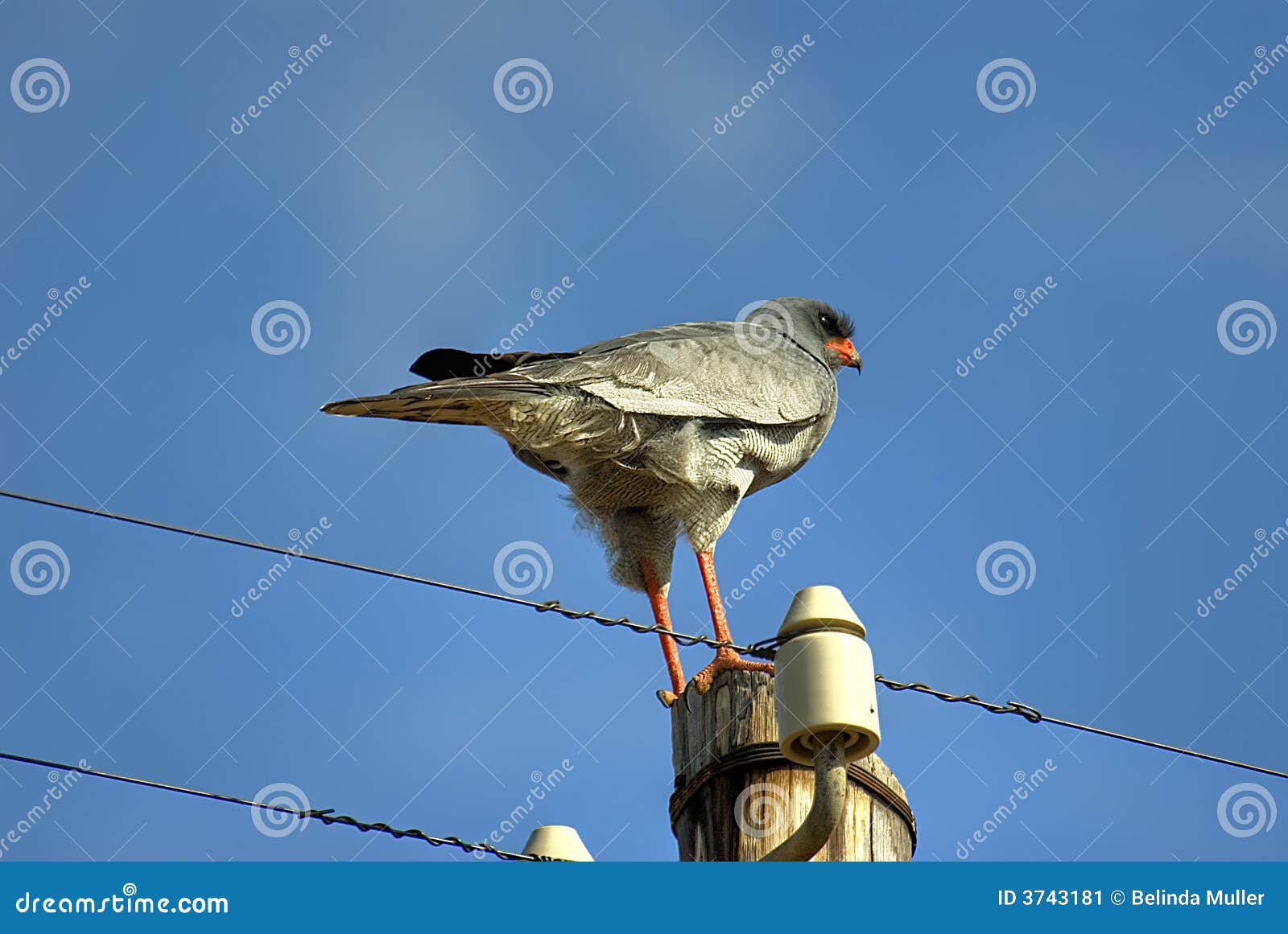 Bird perched atop pole stock image. Image of electrical - 3743181
