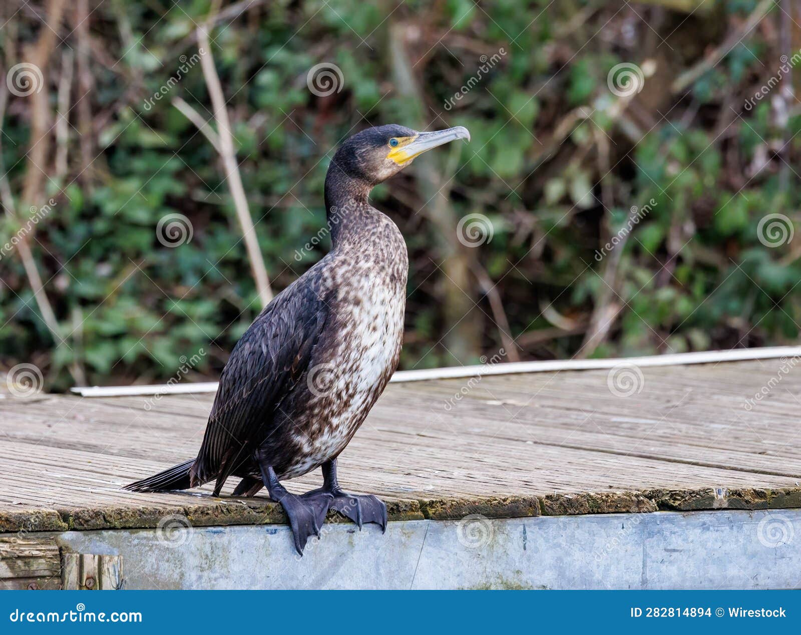 Bird Perched Atop a Rustic Wooden Platform in a Natural Outdoor Setting ...