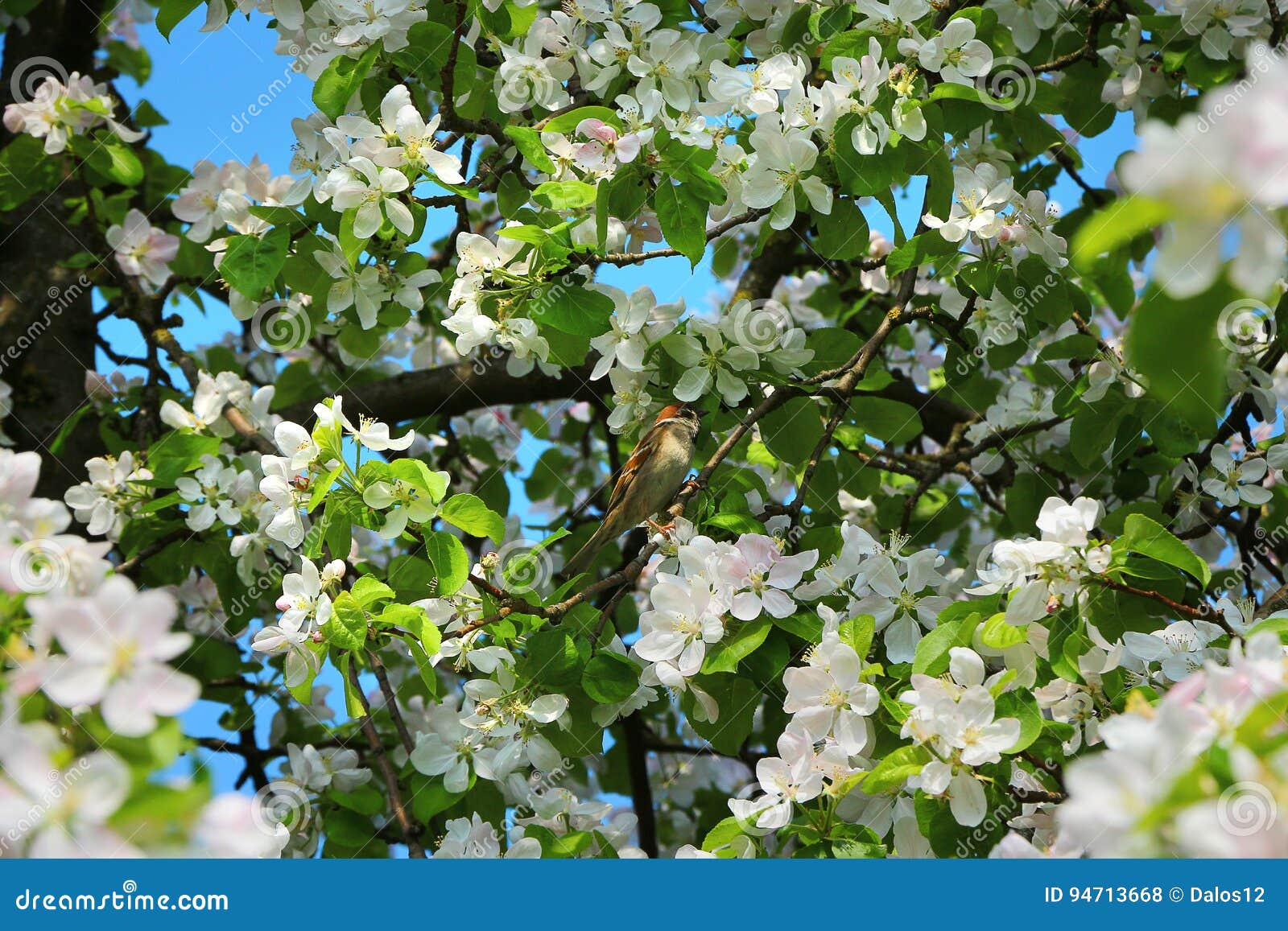 Bird Perched in Blooming Apple Tree Stock Photo - Image of blooming ...